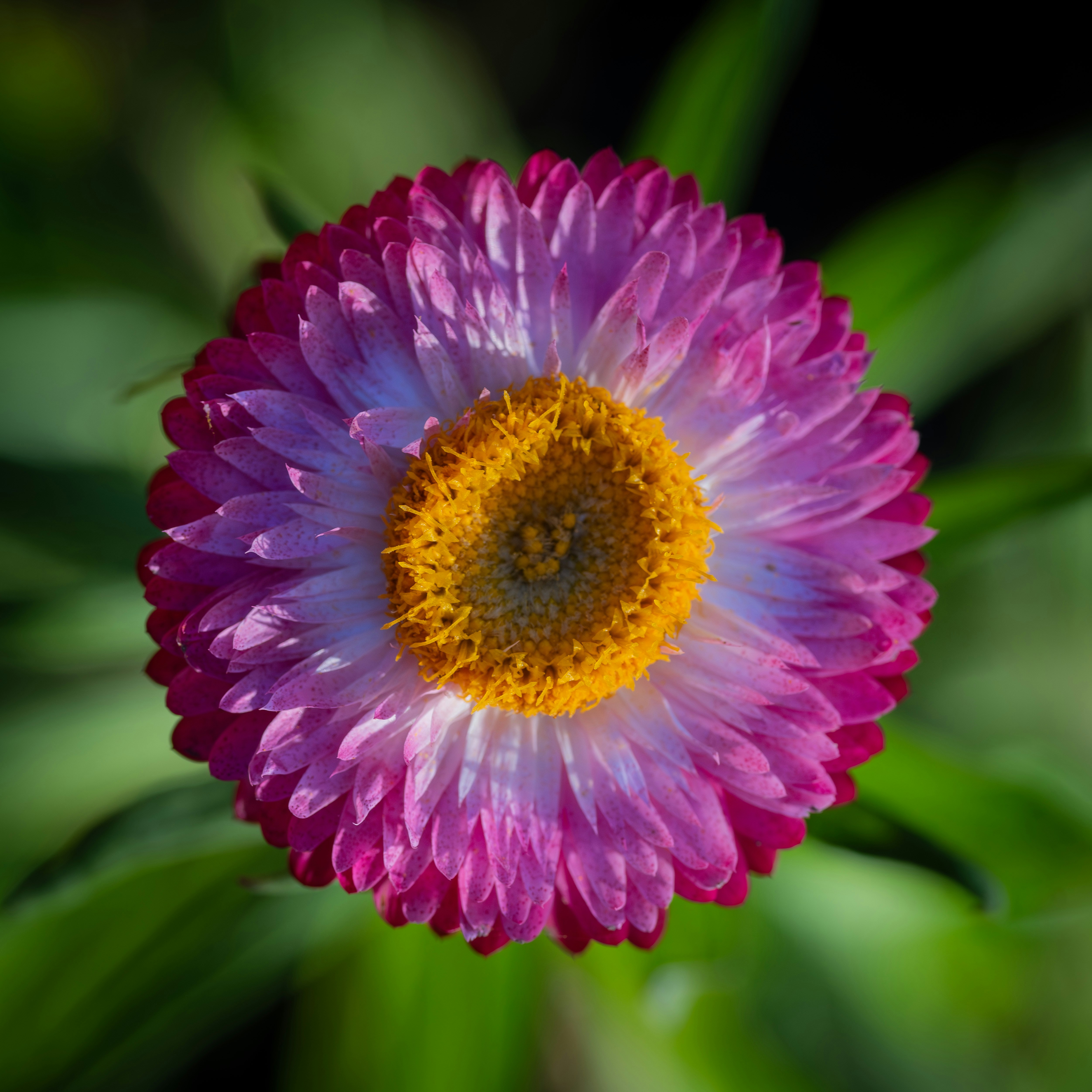 Vibrant Velvet Bloom: A Macro Portrait of a Pink-Edged Daisy