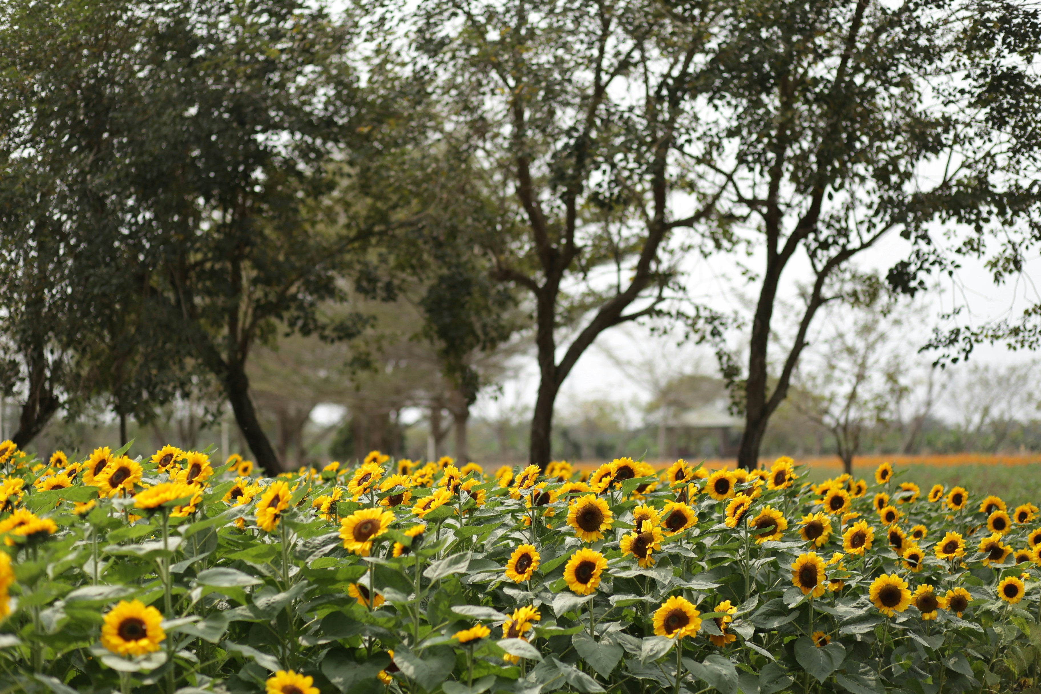 Solar Faces in a Sea of Yellow
