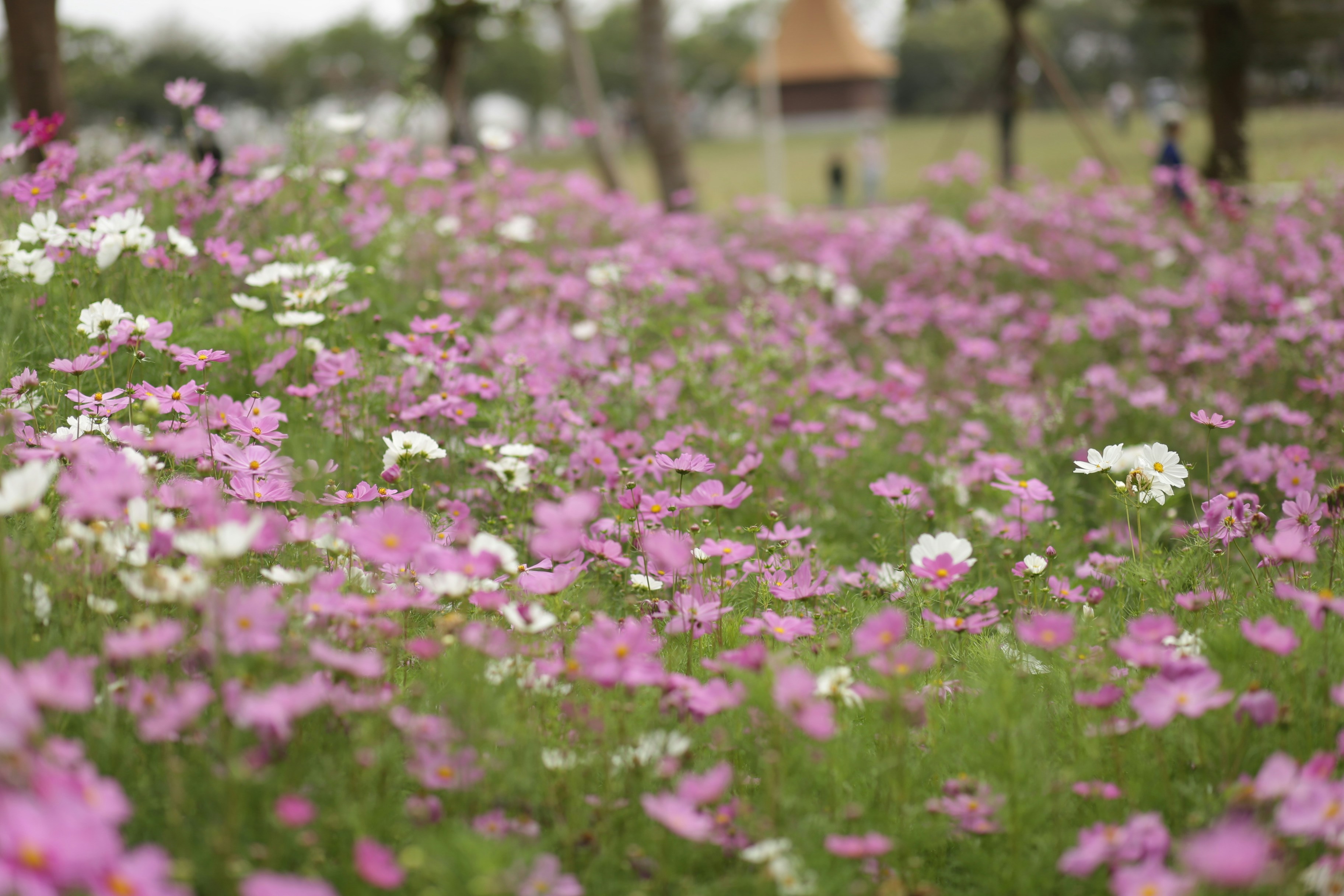 Soft Meadow in Bloom: Pink and White Cosmos Under a Distant Arc of Trees