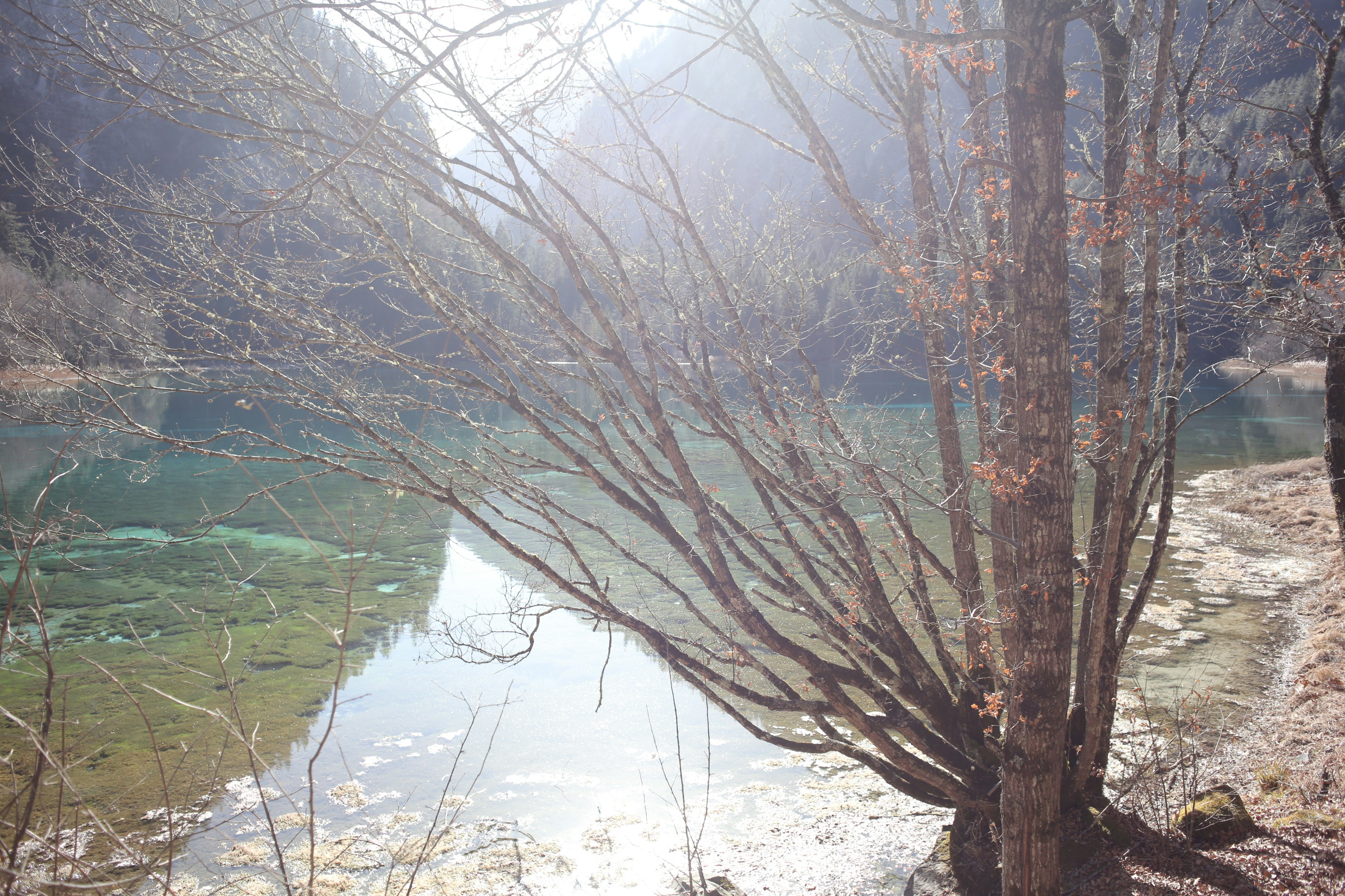 Sunlit Pool Beneath a Breezy Canopy
