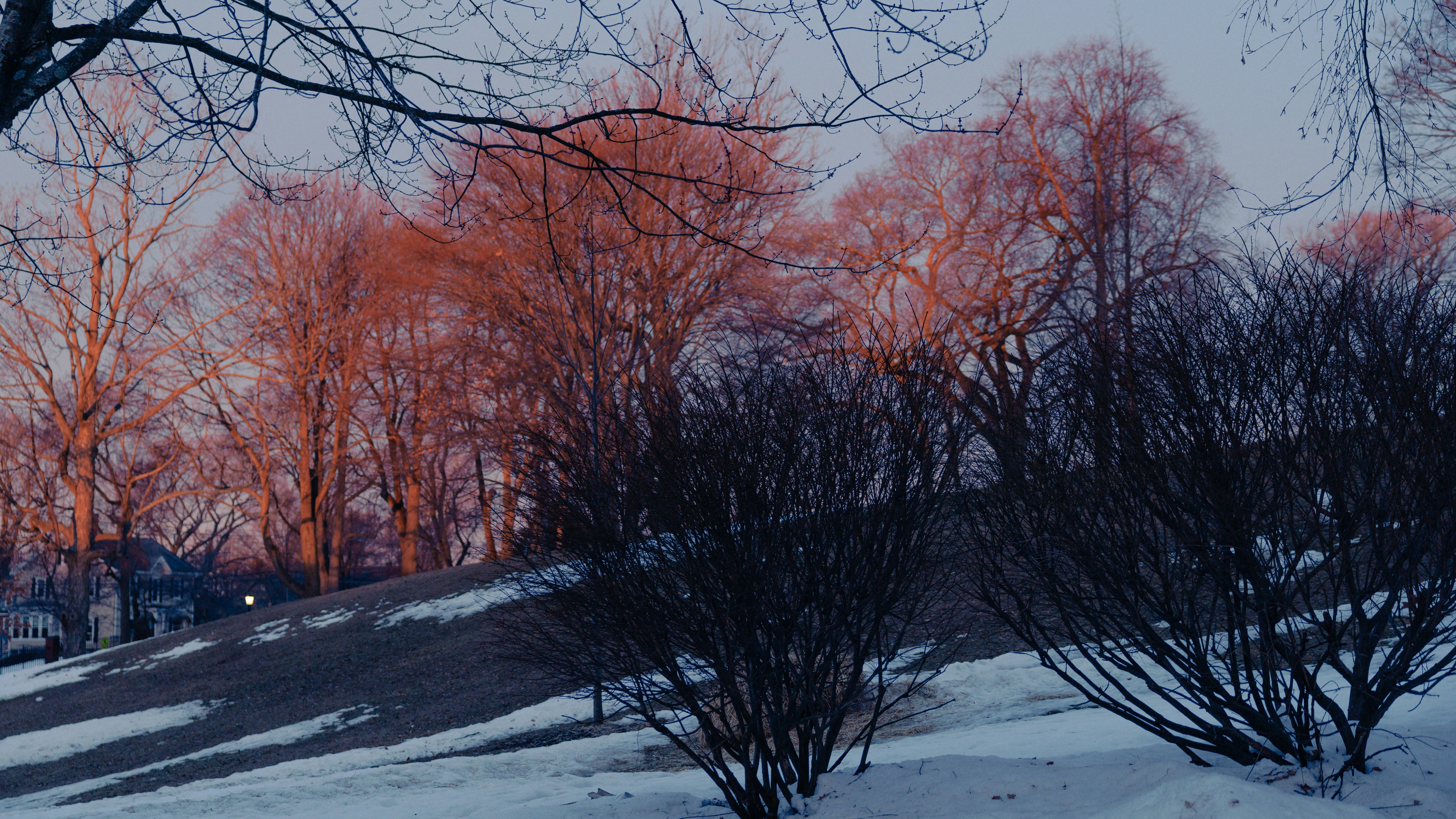Sunset glow on leafless trees above a snowy embankment