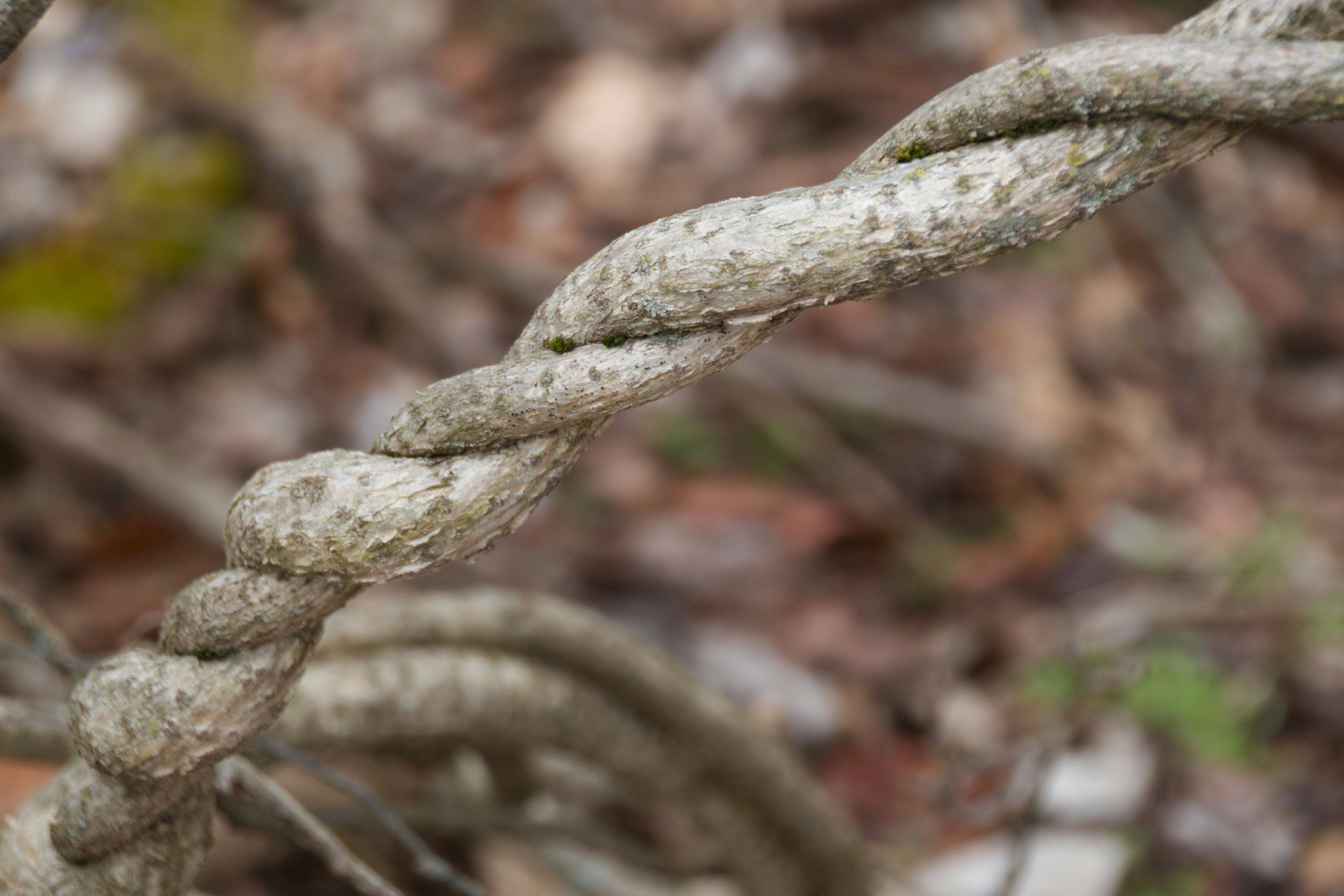 Tangled Rope in Quiet Forest Mesh