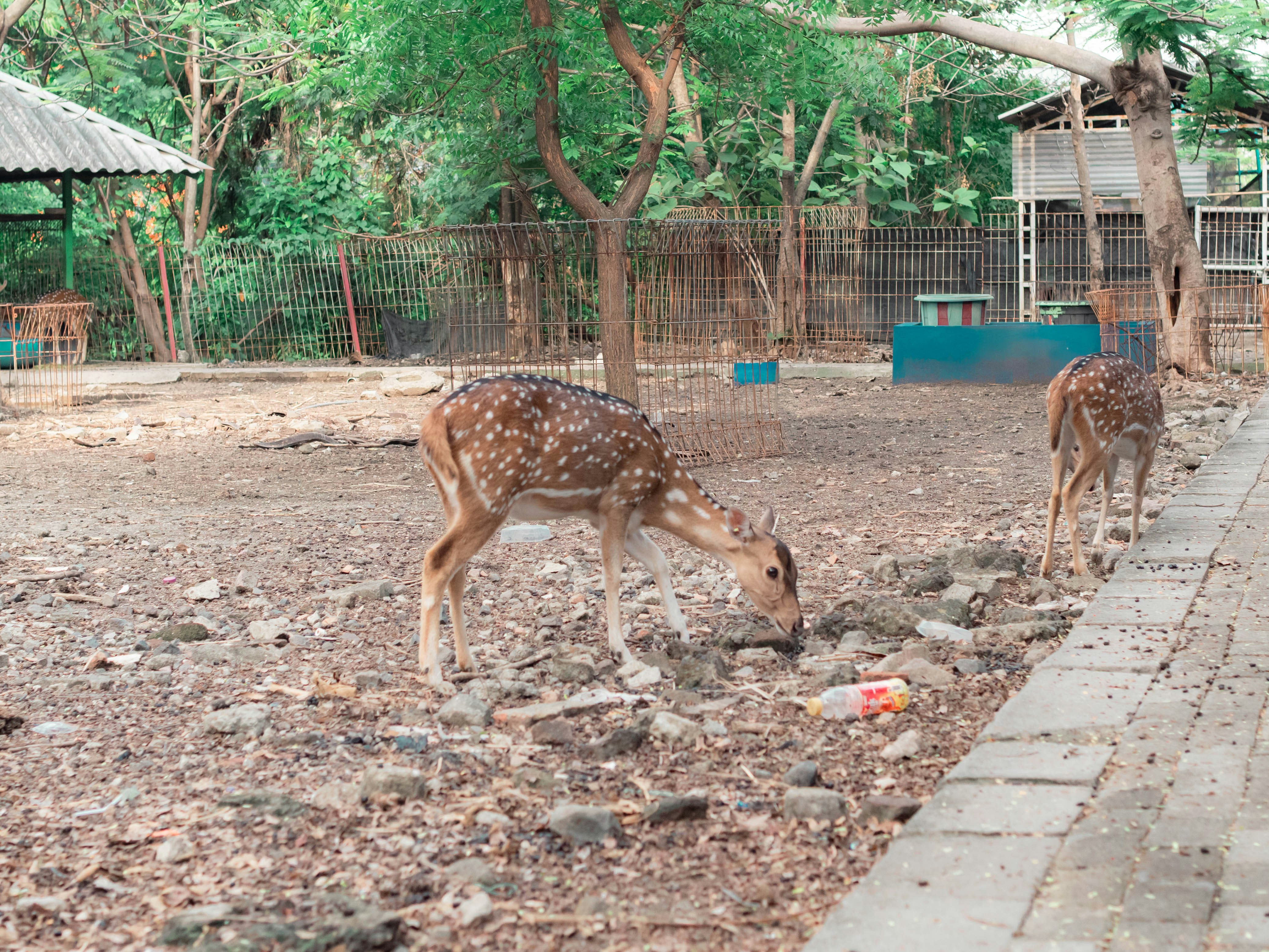 Two spotted fawns explore a sunlit enclosure near a stone path