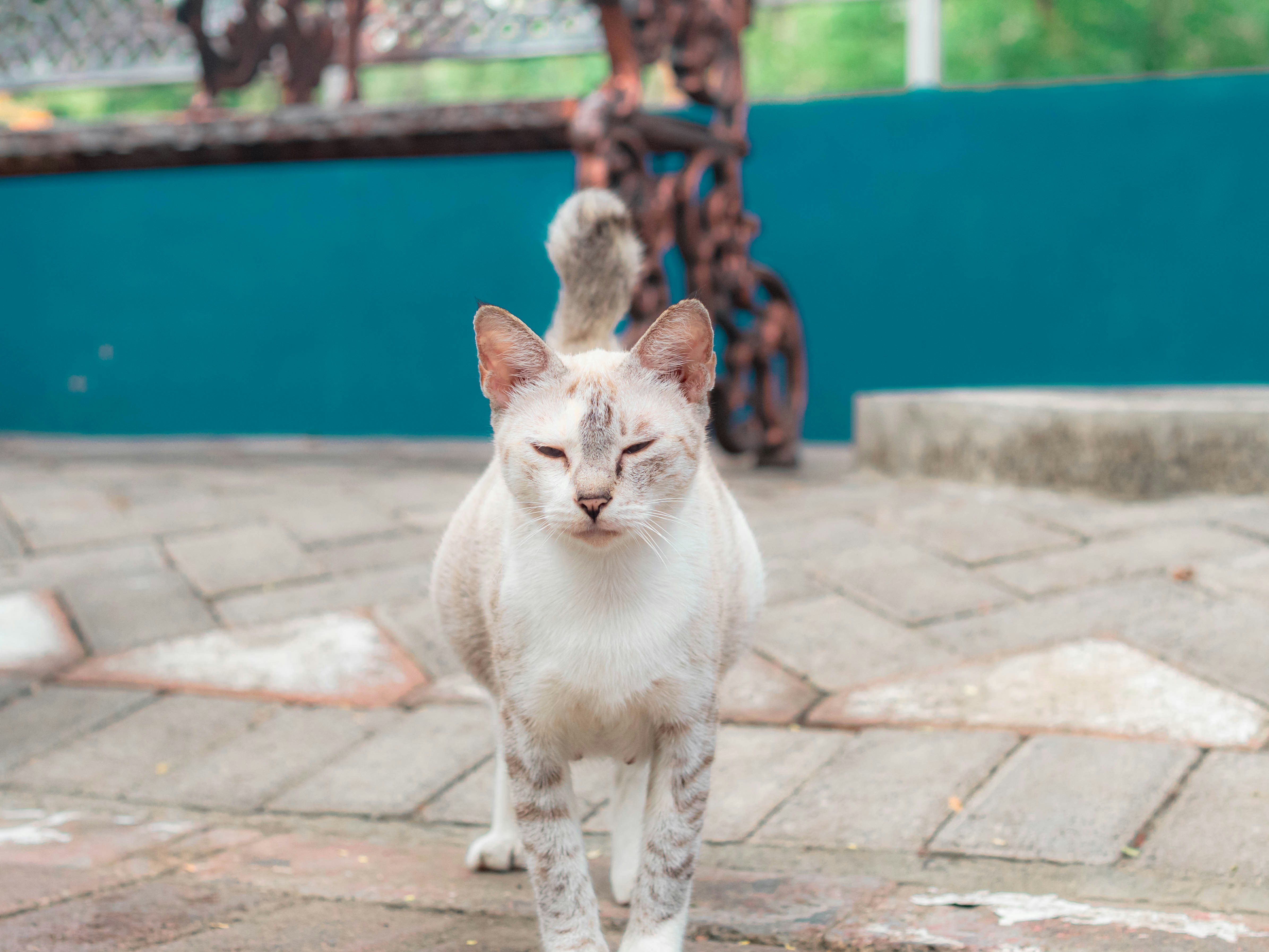 Curious Cat in a Quiet Courtyard