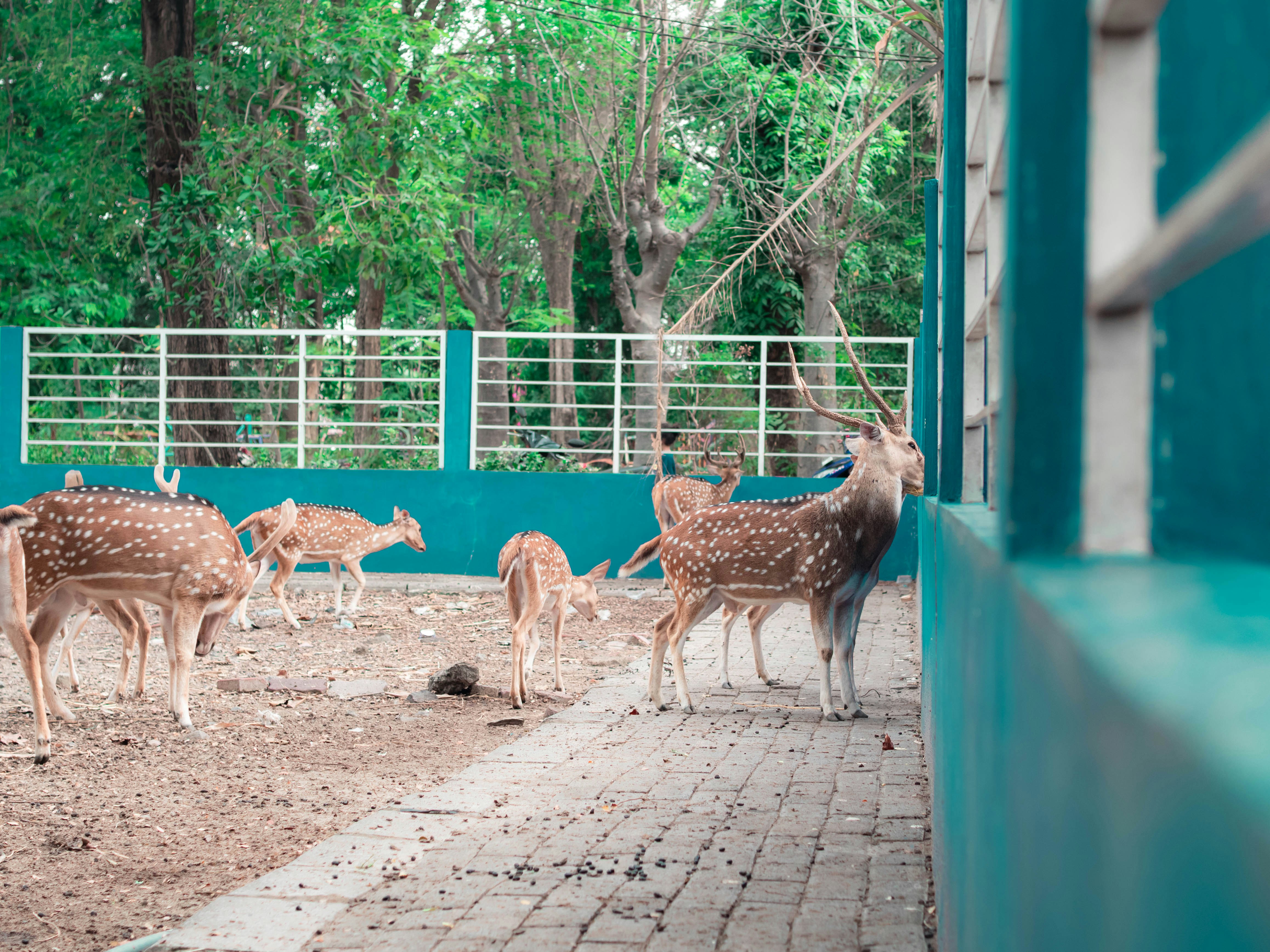 Herd at the Edge: Deer in a Painted Yard