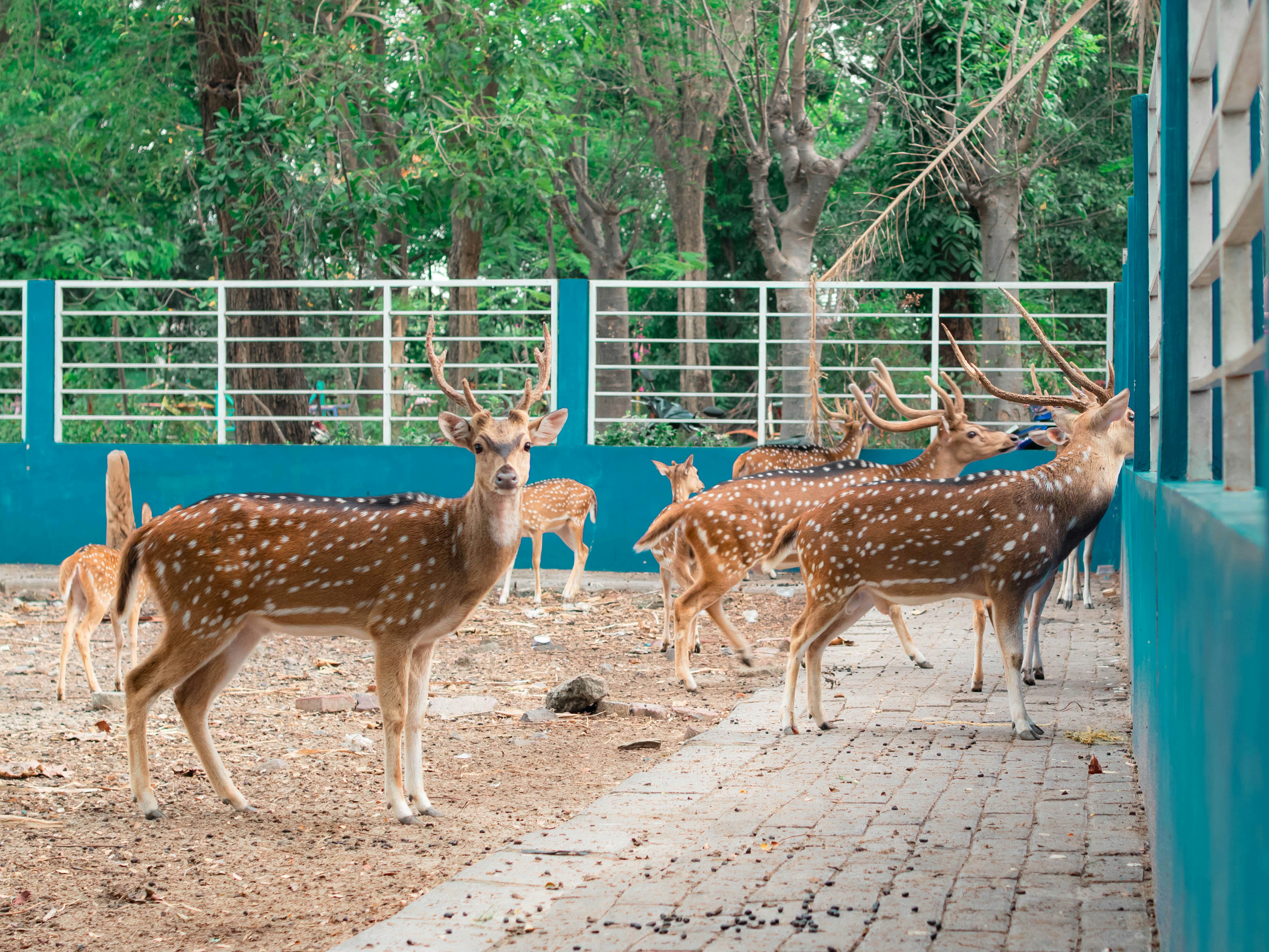 Deer Assembly at the Blue-Ralled Enclosure