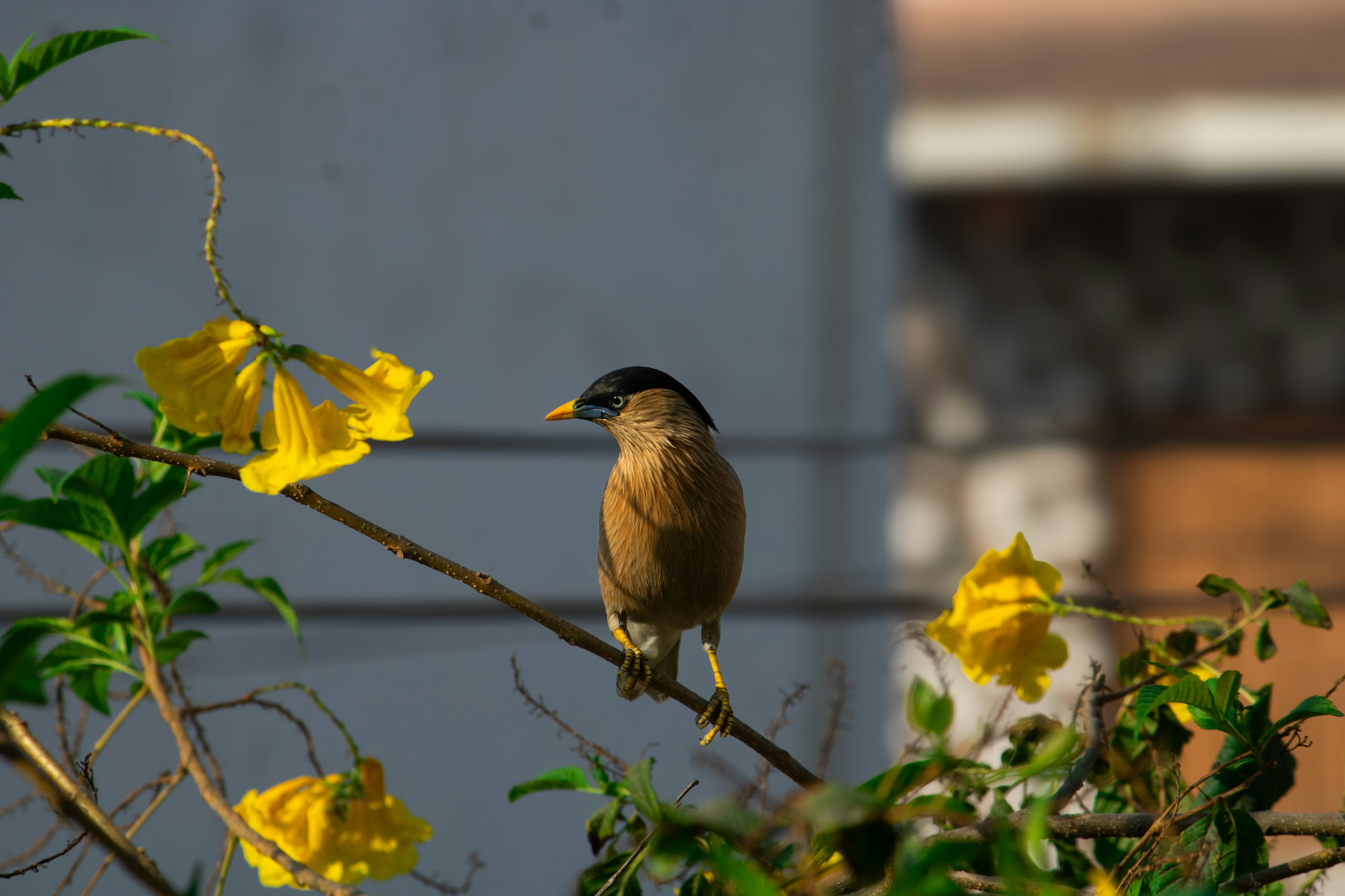 Perched Canary on a Weeping Yellow Bloom