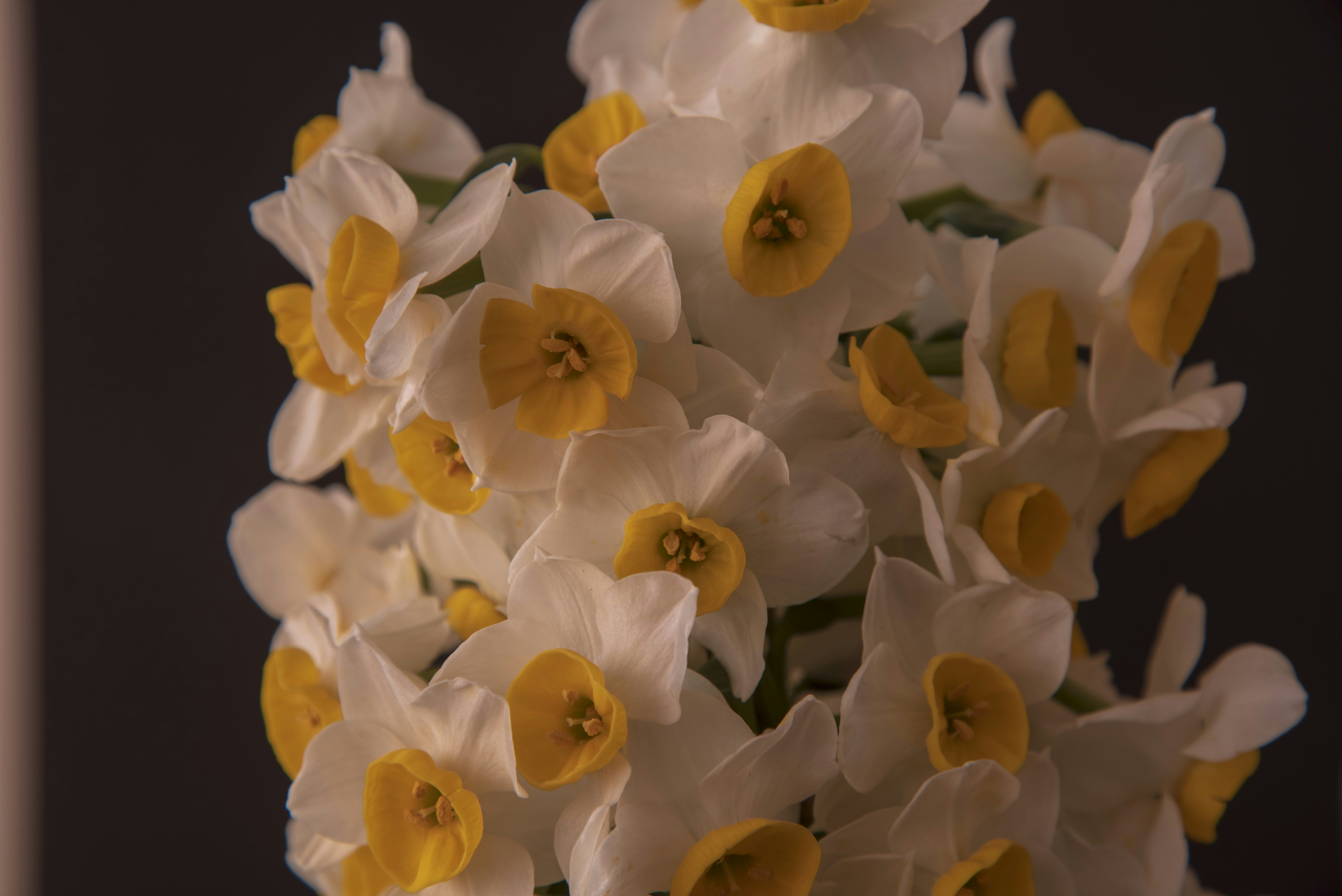 Golden Bell Cascade: A Close-Up Bouquet of Daffodils in Velvet Shadow
