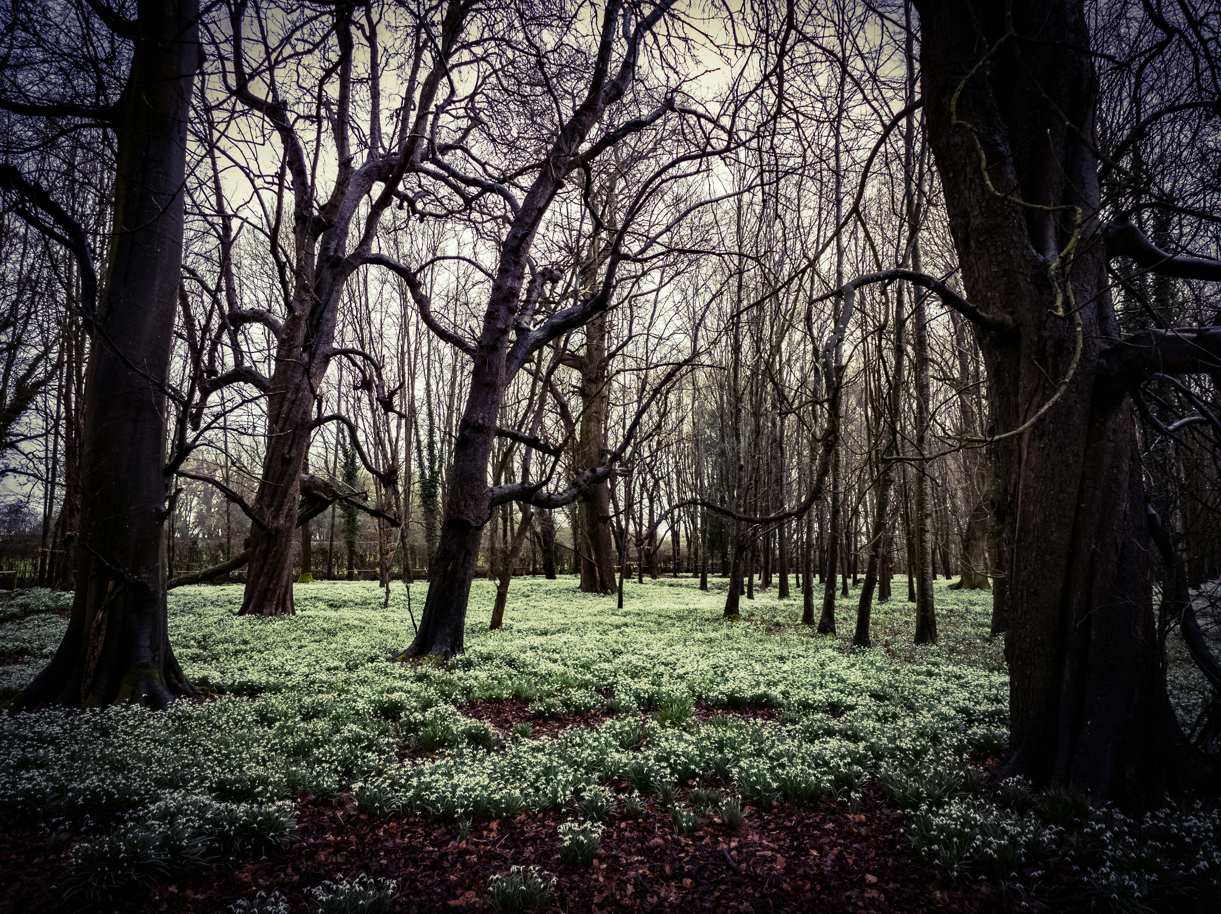 Whispering Path Through the Blooming Pines
