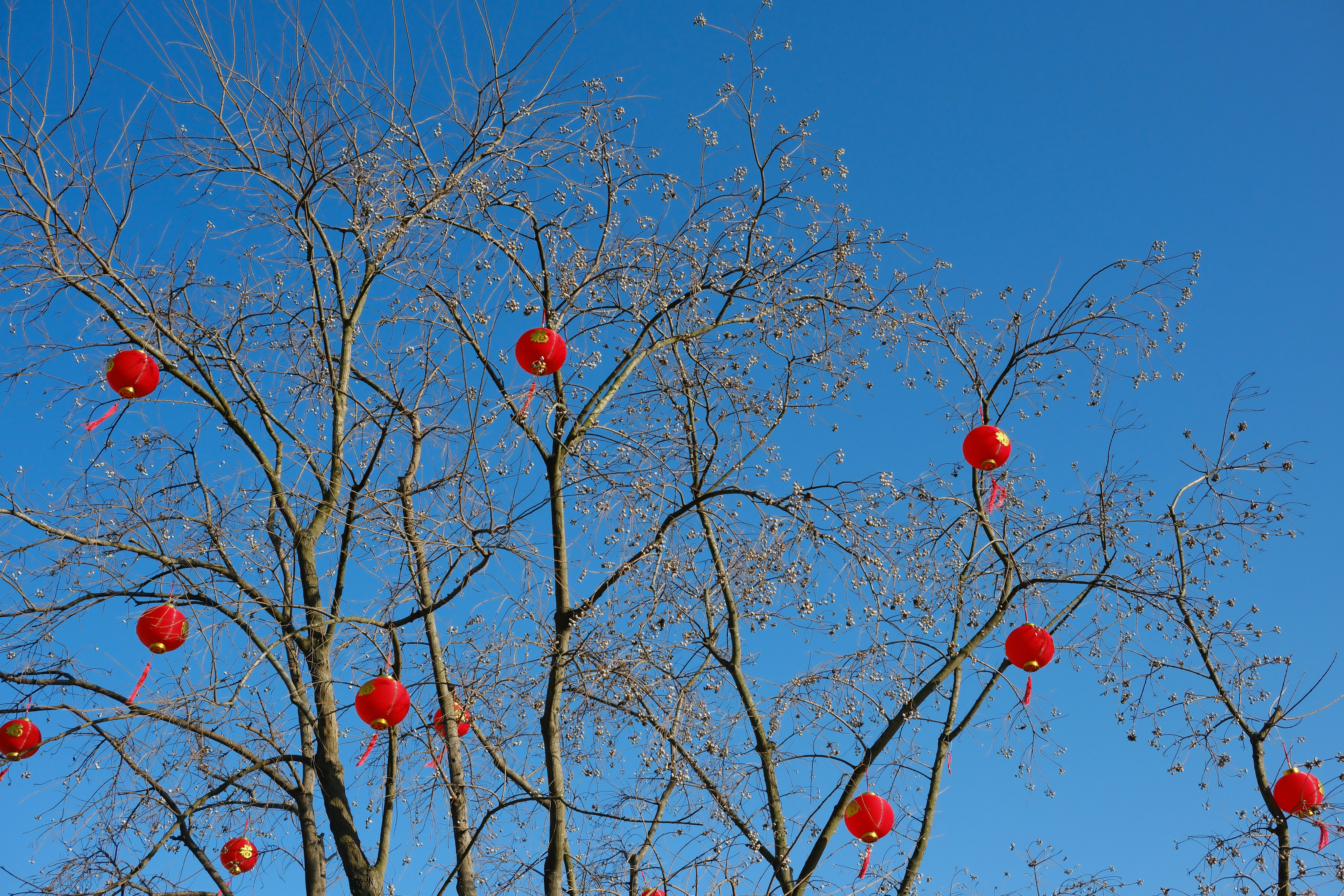 Red Lanterns on a Blue Canvas
