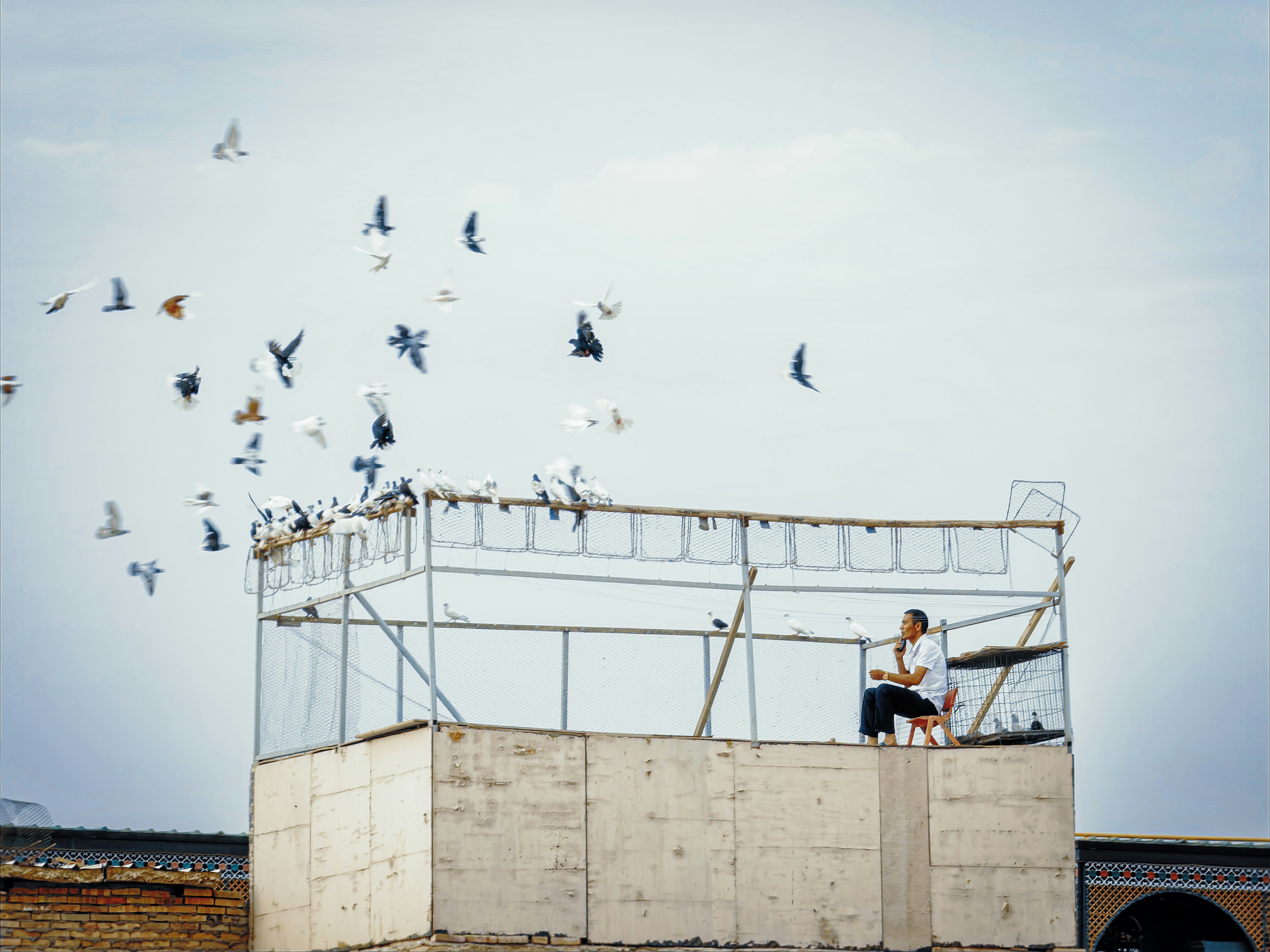 Lone Veranda, Birds in Flight