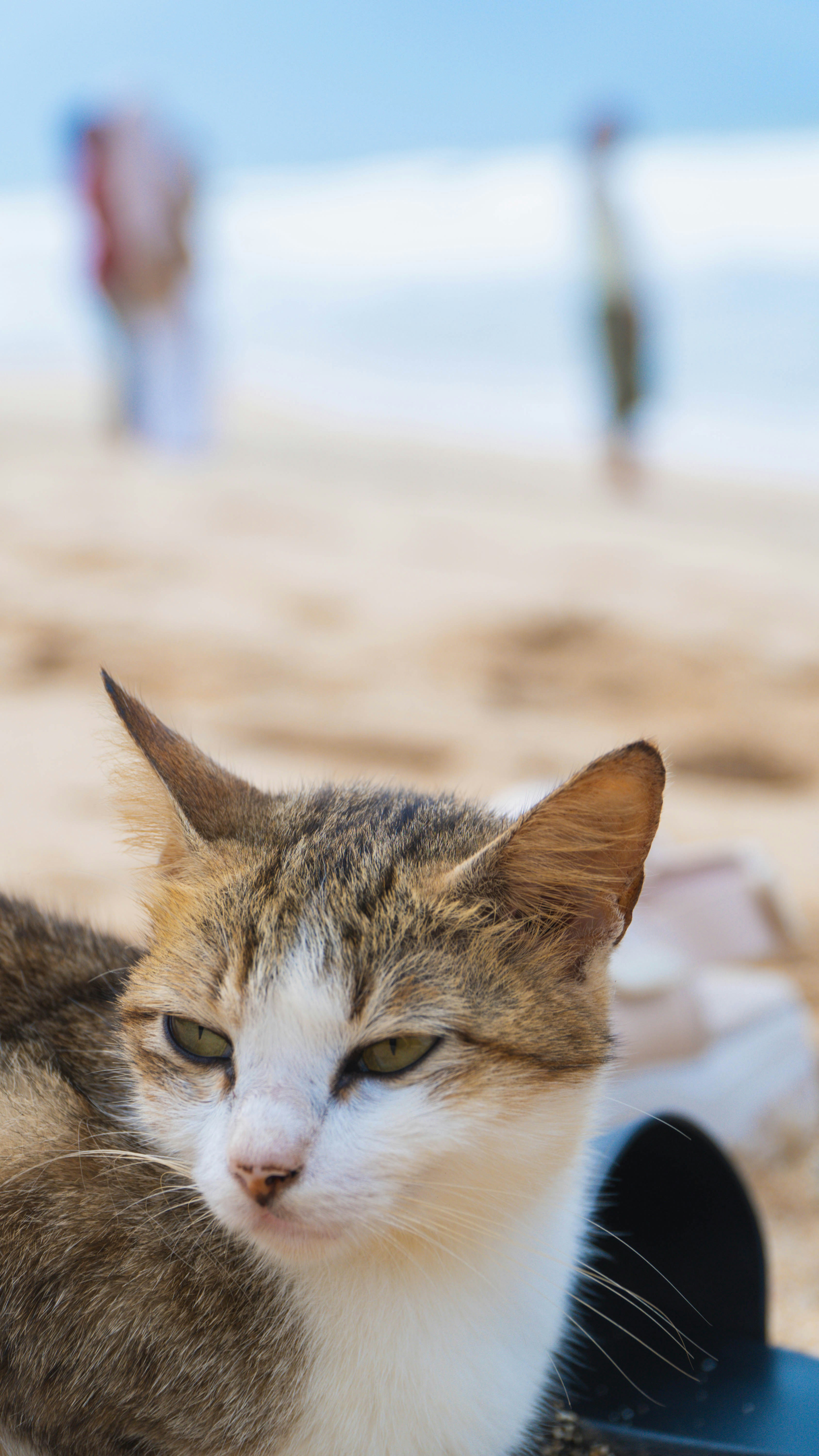 Beachside Cat: Quiet Confidence at the Edge of the Shore