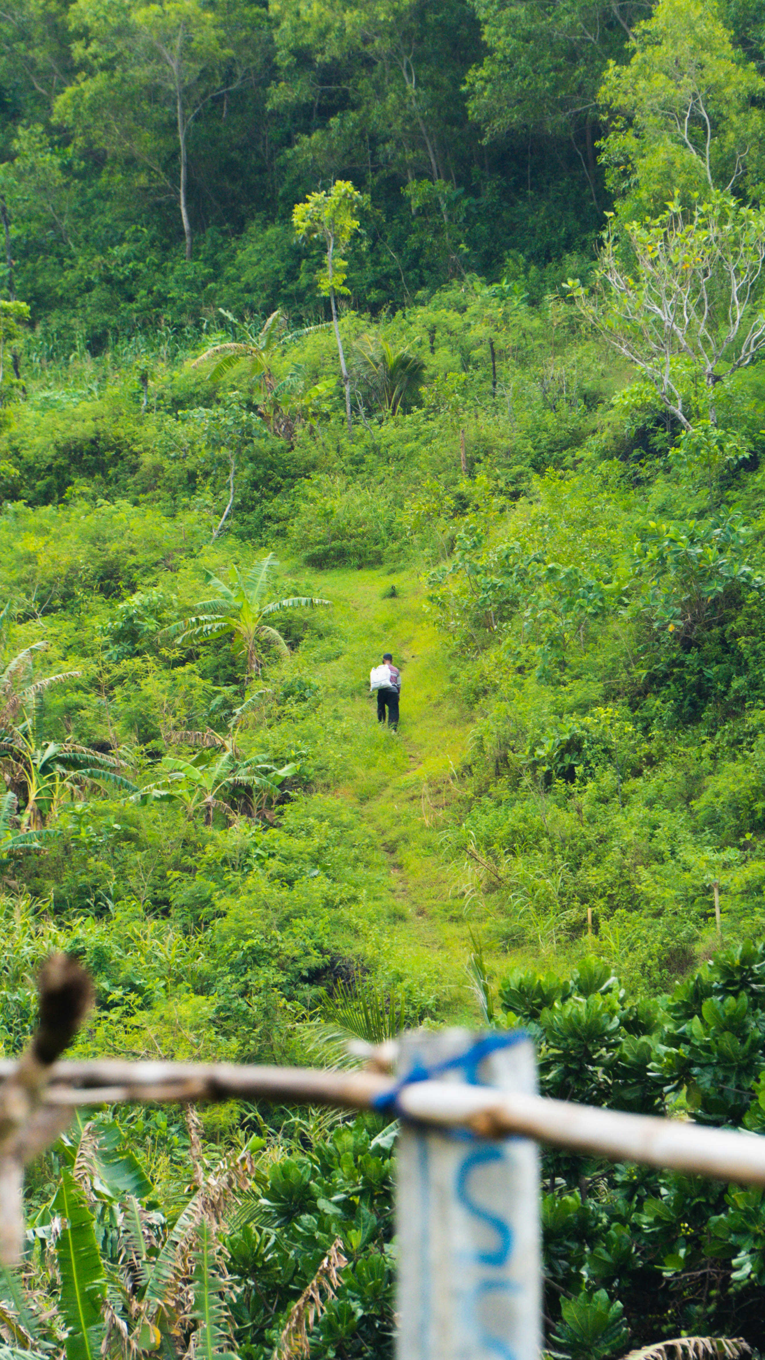 Path to the Figure: A lone person on a jungle trail disappearing into green