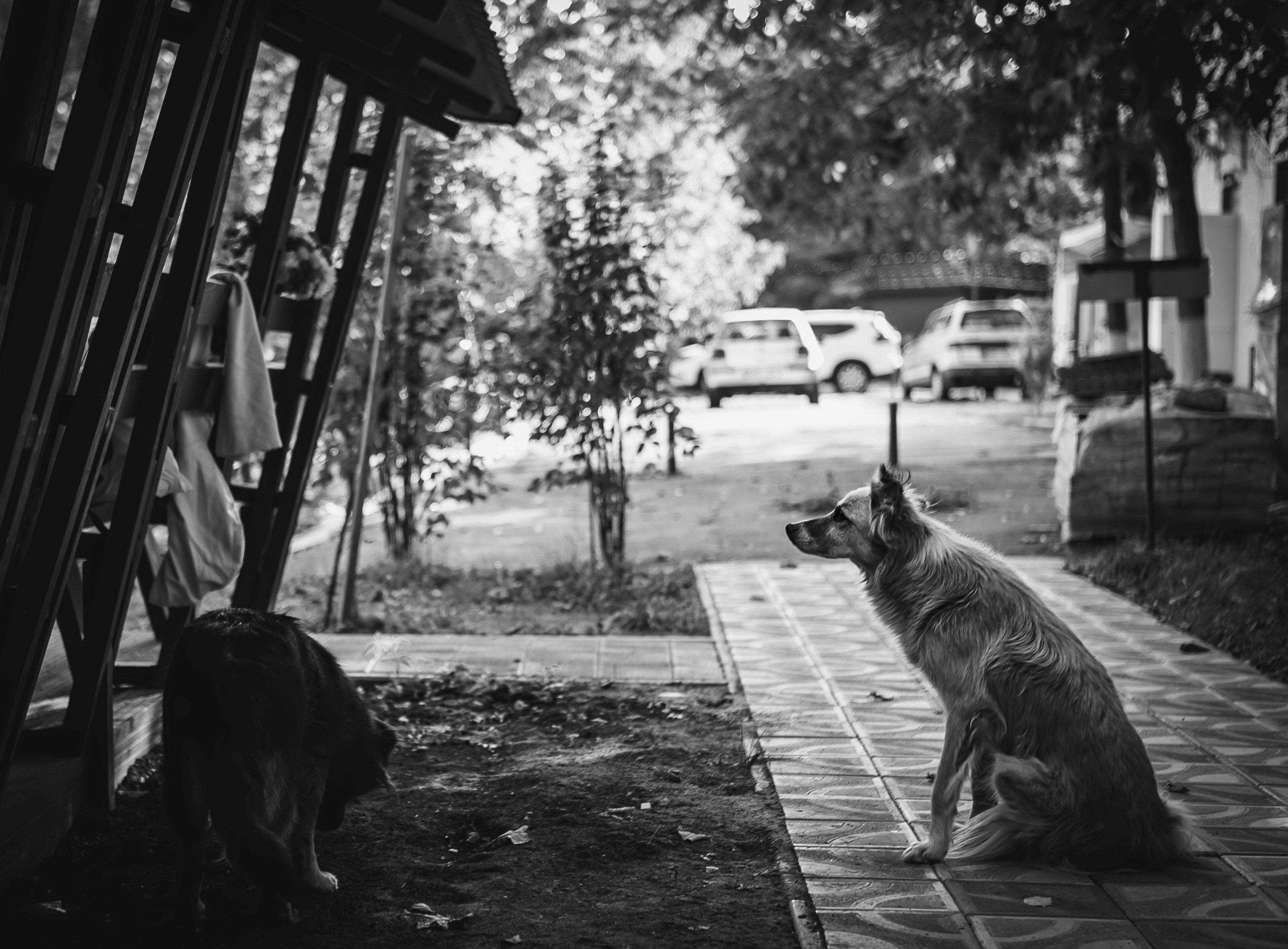 Two Dogs Portrayed at a Quiet Residential Perimeter
