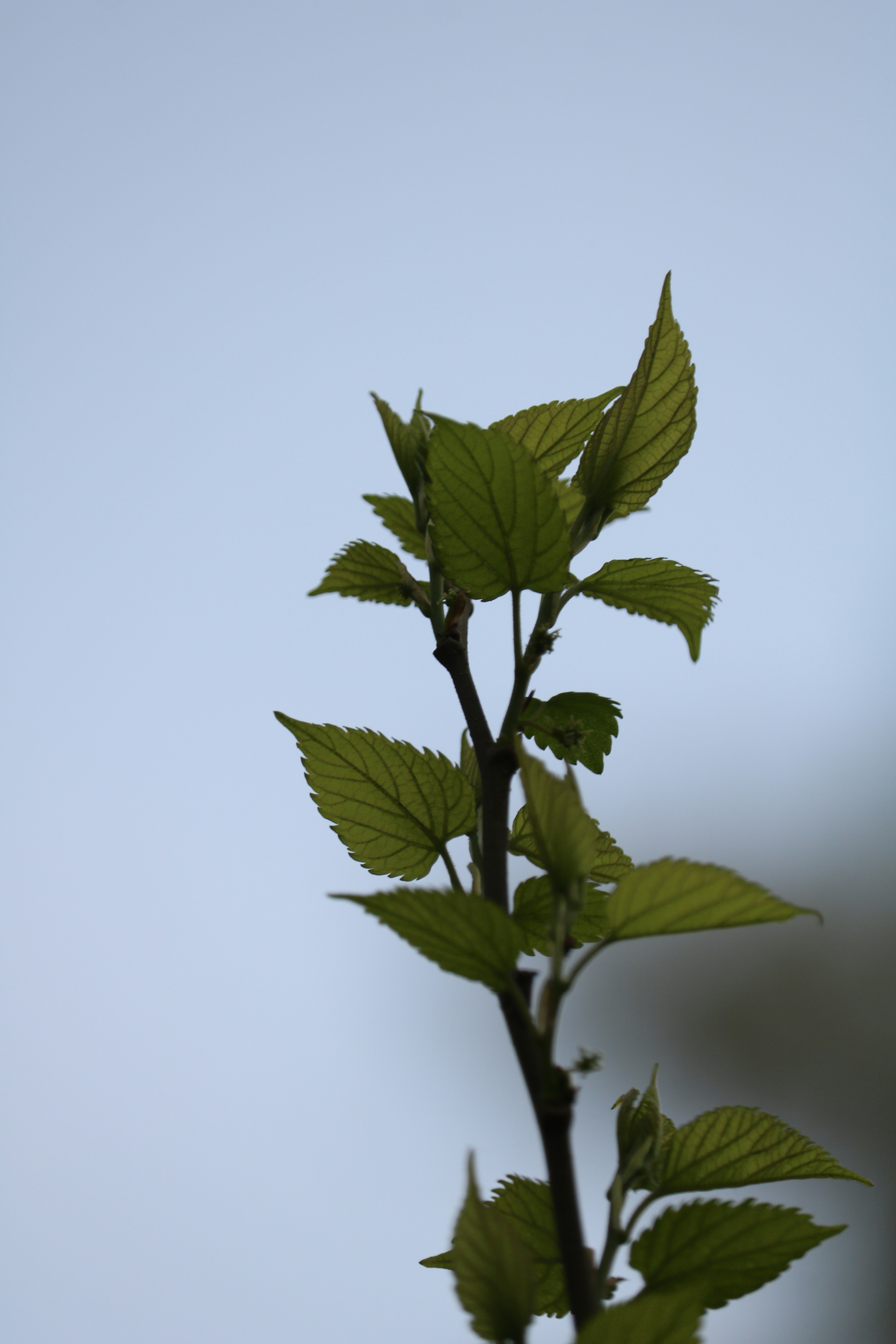 Seedling Sentinel: A Budding Stem Reaches Toward a Clear Sky