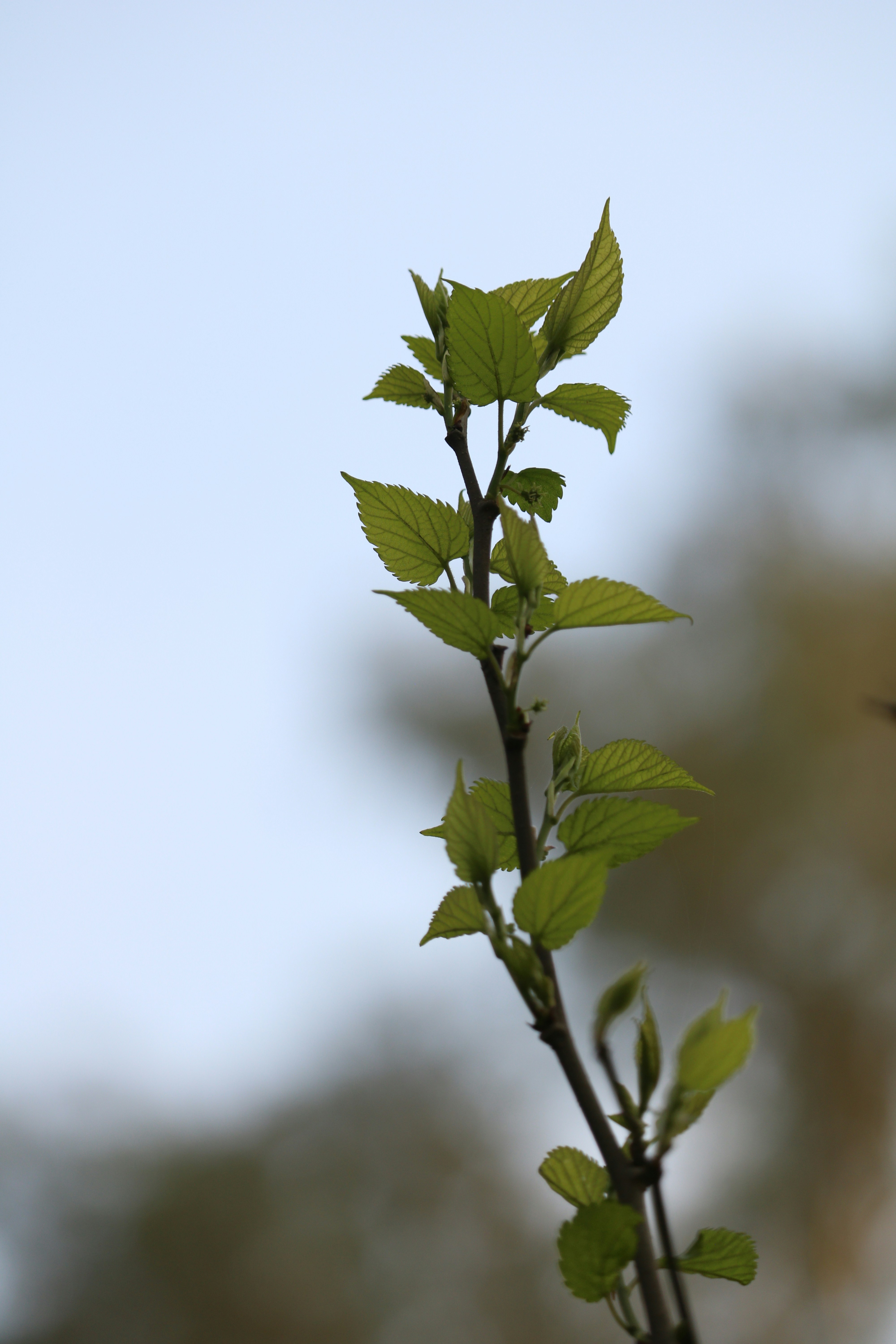 Emerging Sprout: A Vertical Slice of Spring