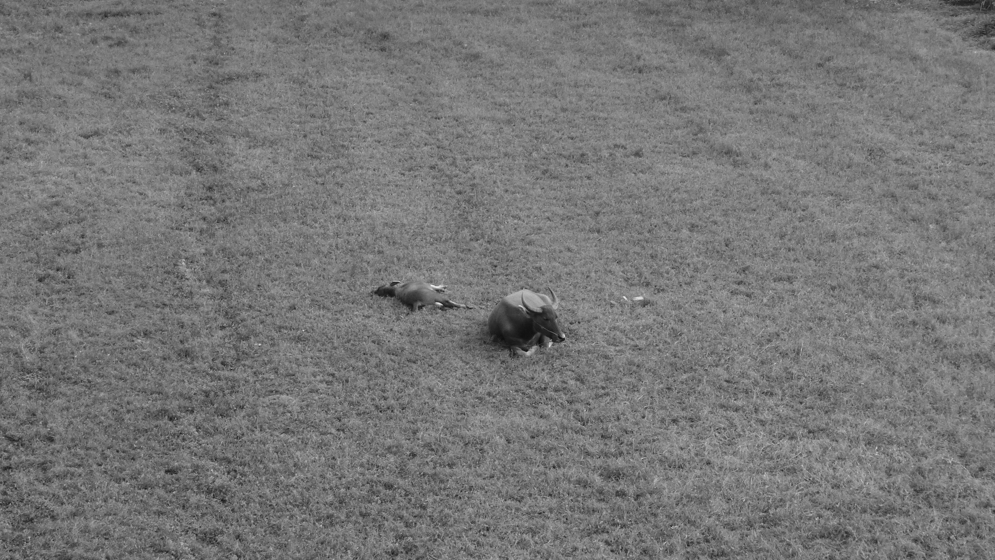 Two dogs playing in a grassy field.