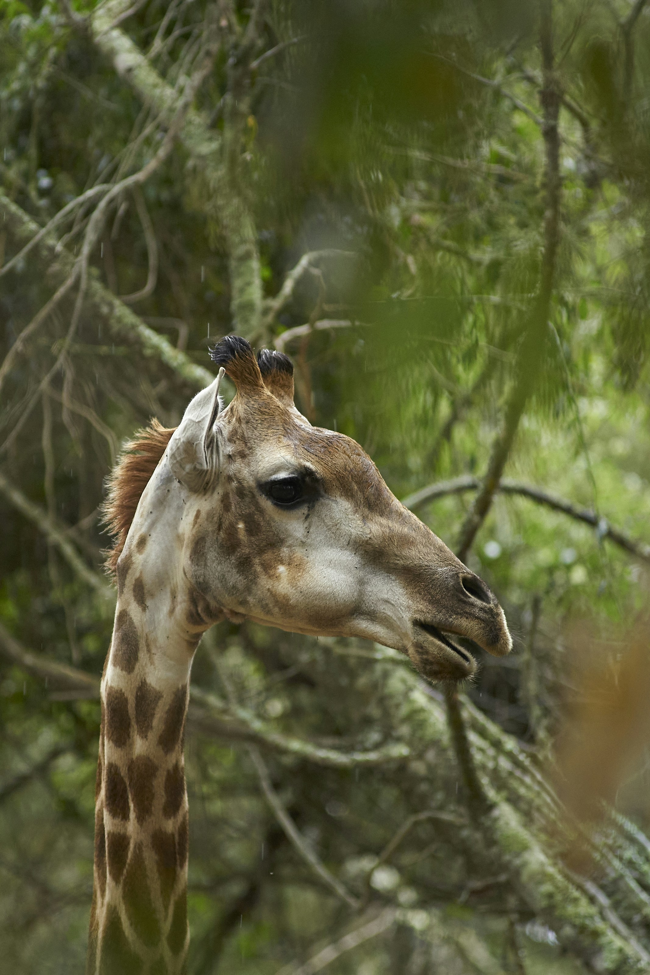 Giraffe Portrait in Dappled Forest Light