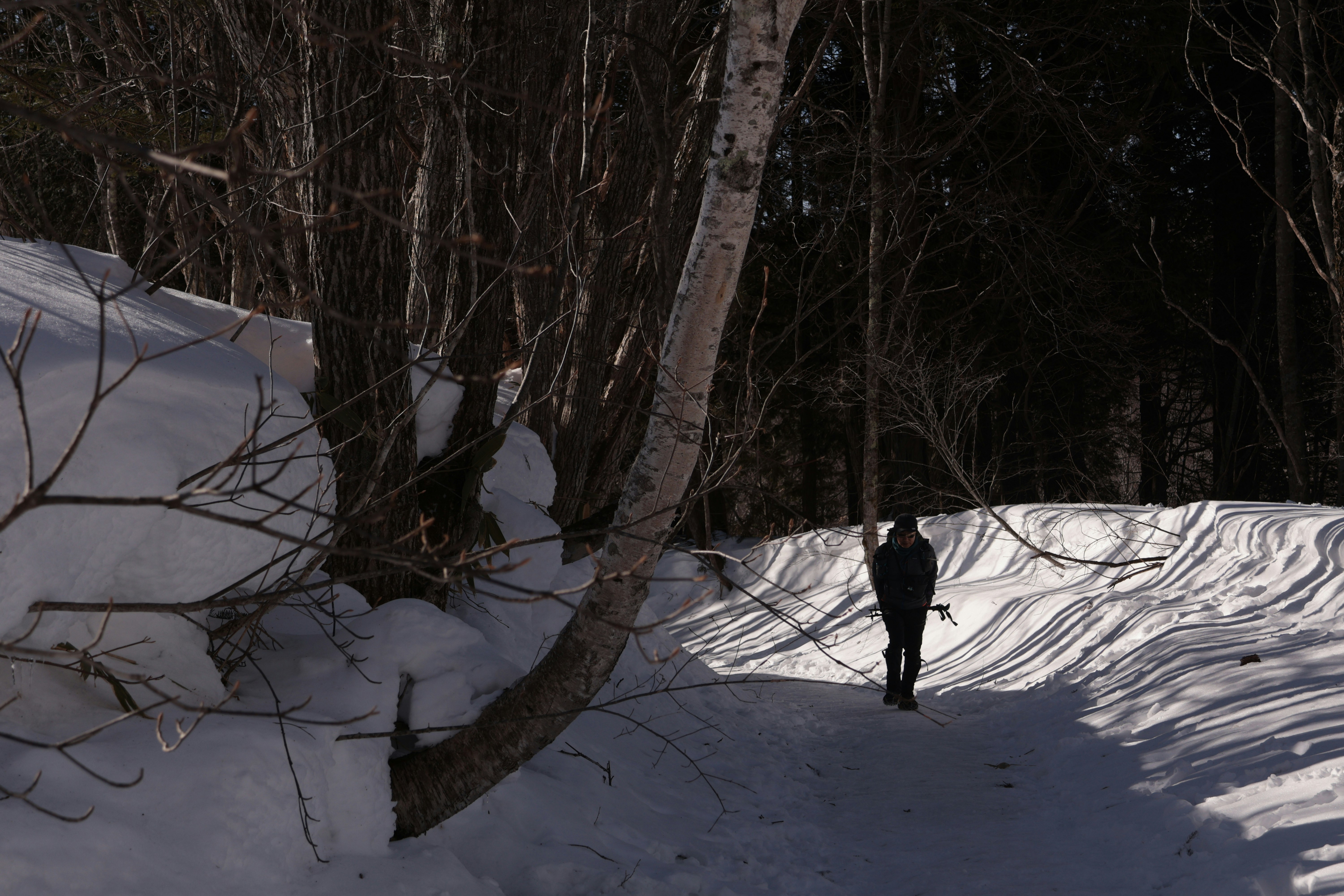  solitary hiker winding through a sunlit snowbanked forest