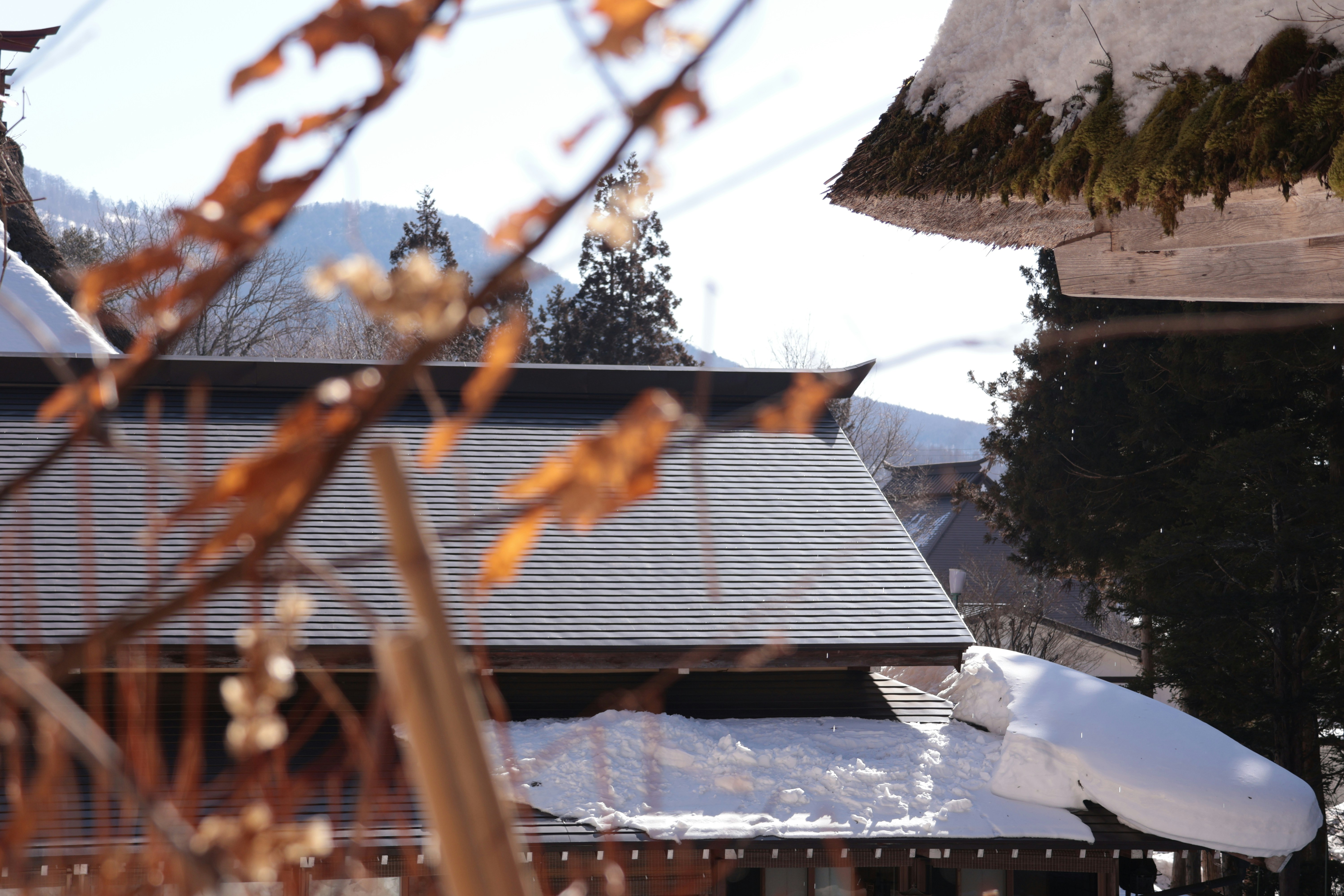 Snowy Roofline Through Autumn Branches