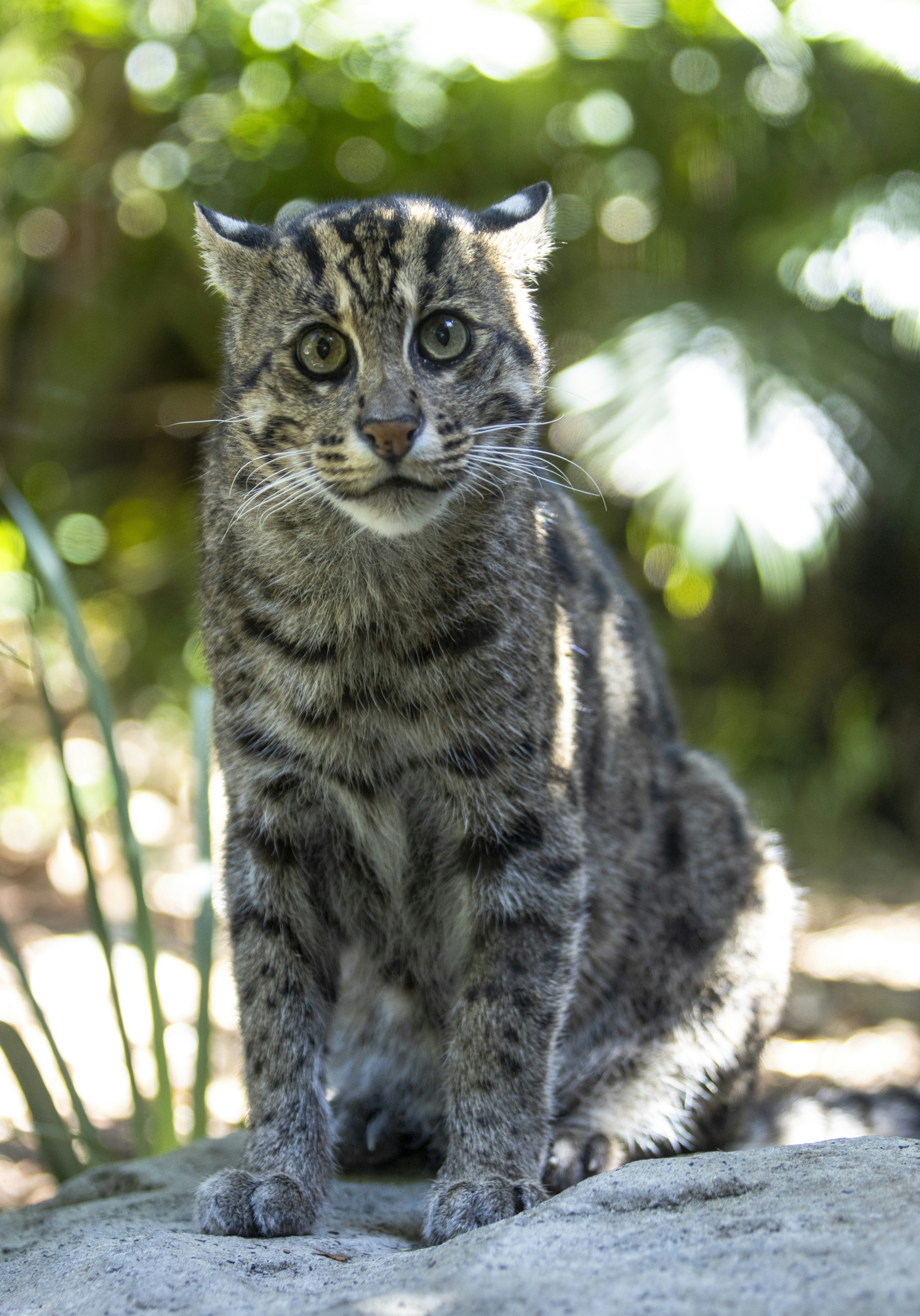Curious Eyes in Dappled Light