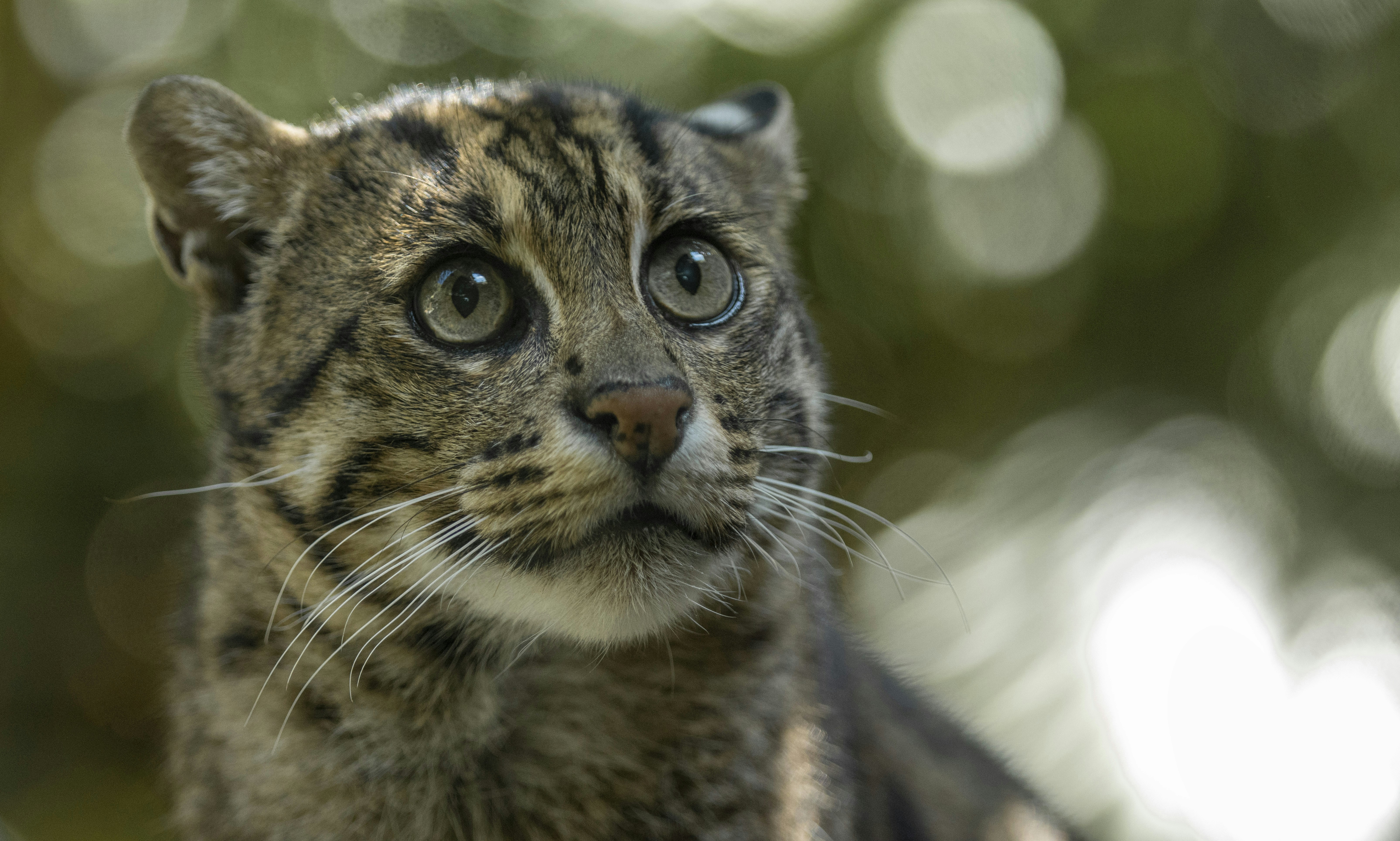 Curious Glance: A Leopard Cat in Soft Backlight