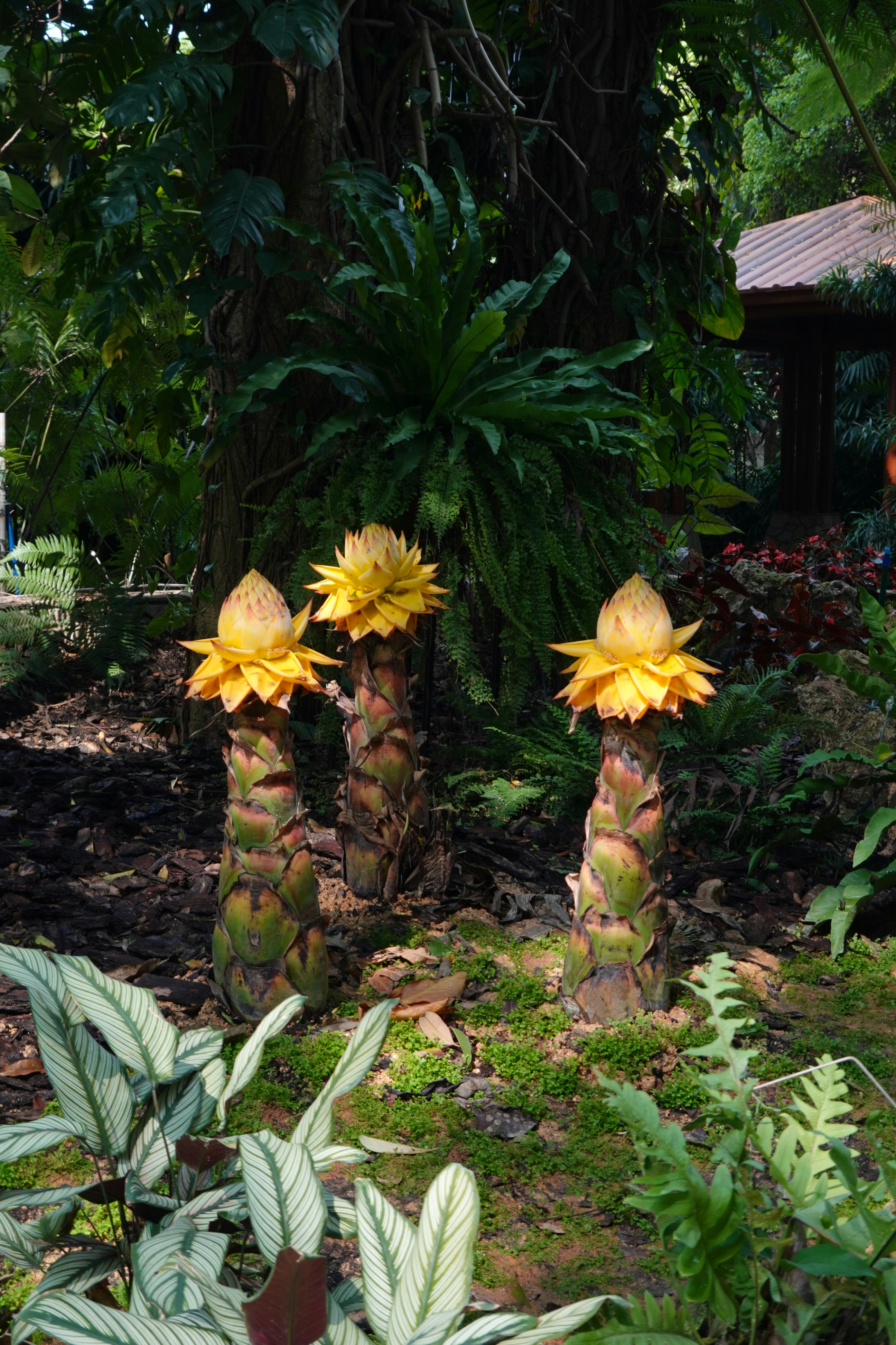 Three yellow banana flowers on short stalks.