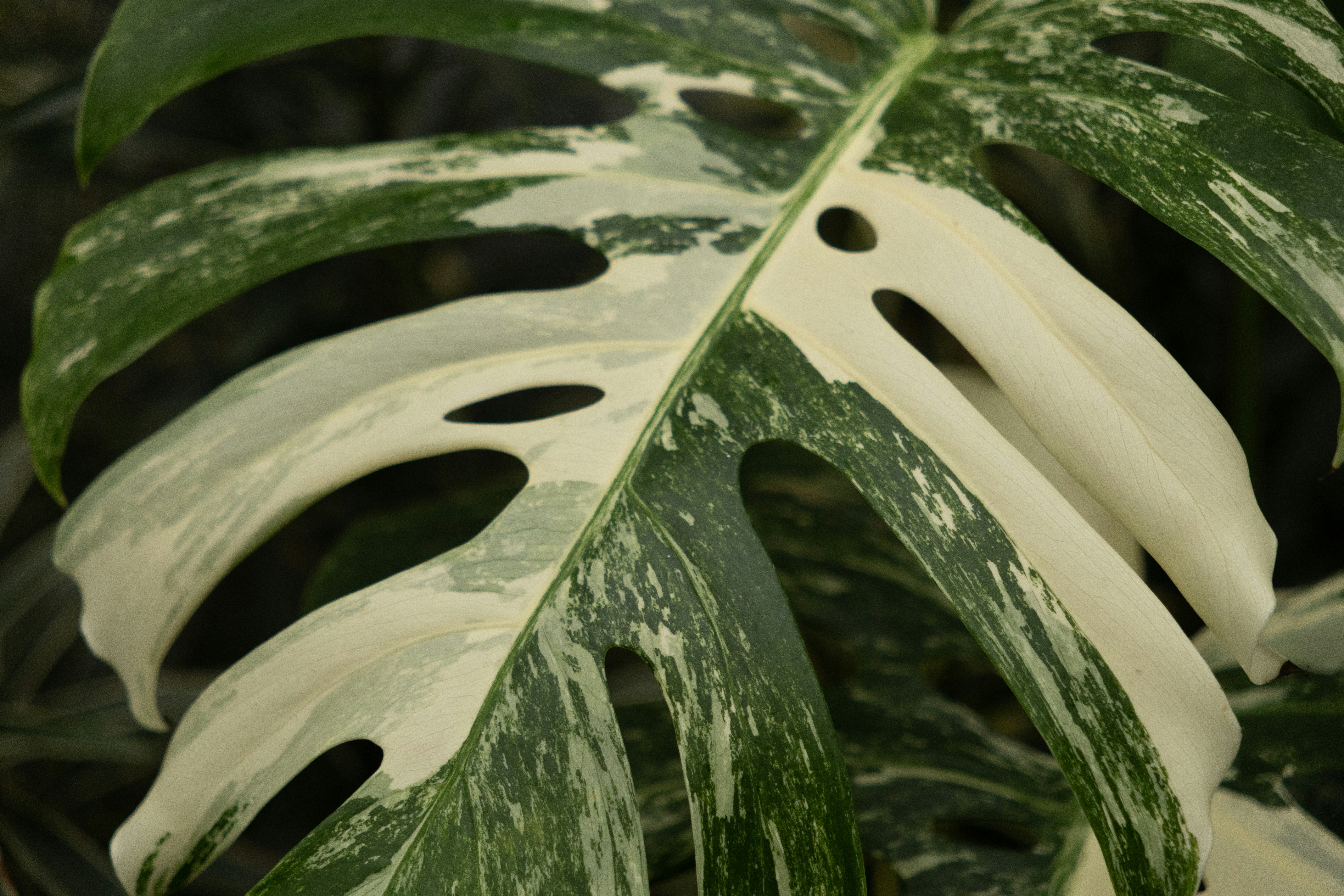 Variegated Monstera: Cream and Green Split Leaves