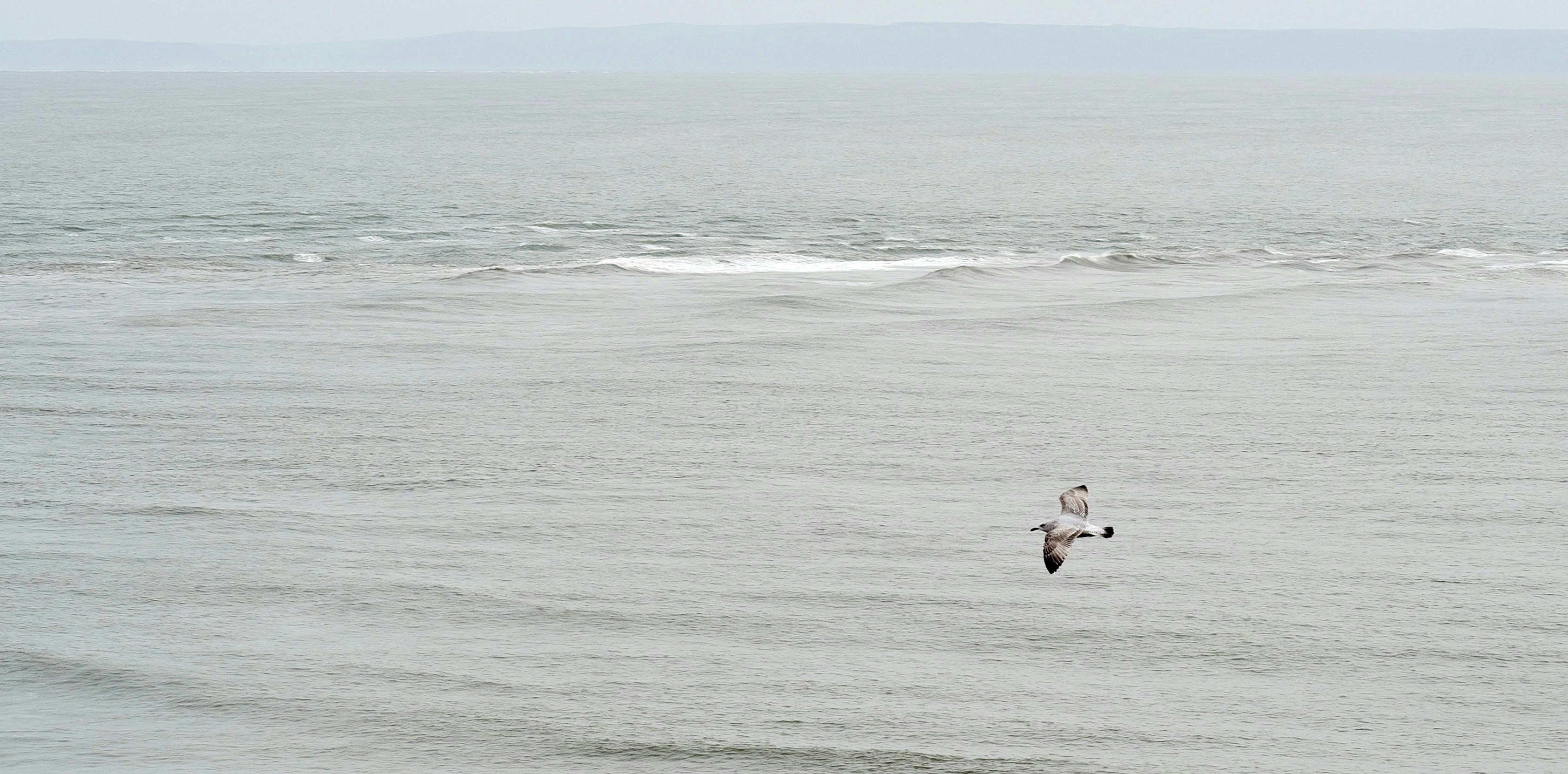 Albatross in Quiet Seas