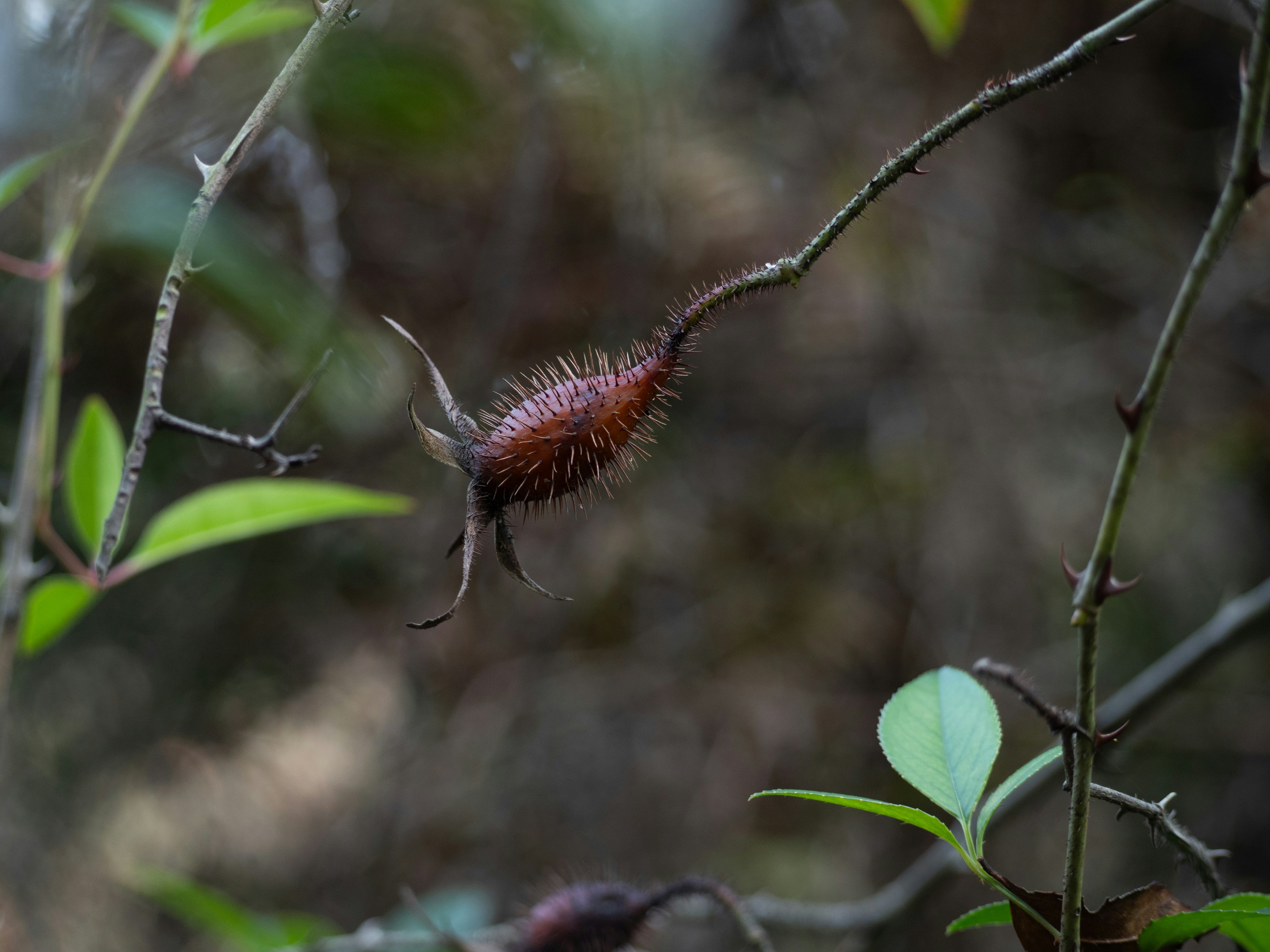 Spiky Bur of Autumn Branches