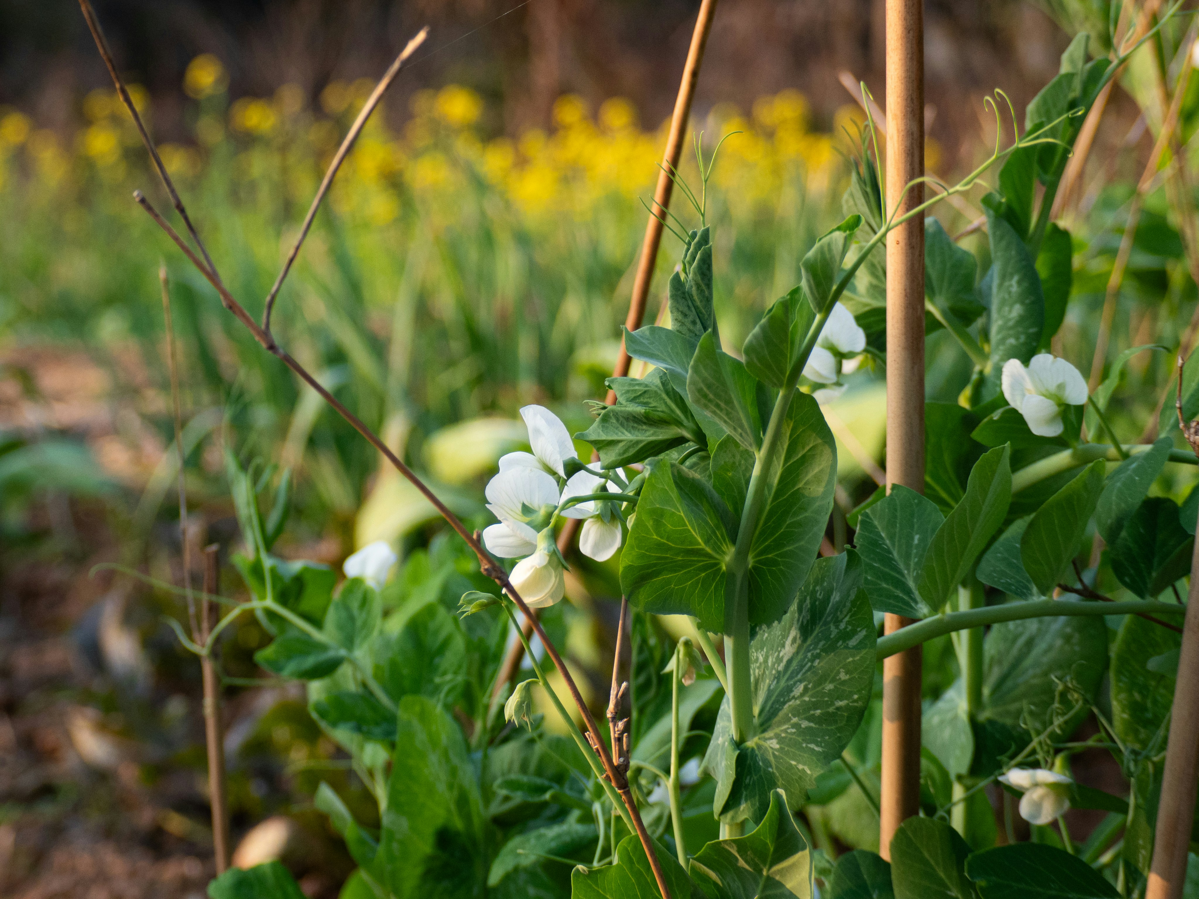 Tender Vines and White Blossoms Against a Field of Yellow