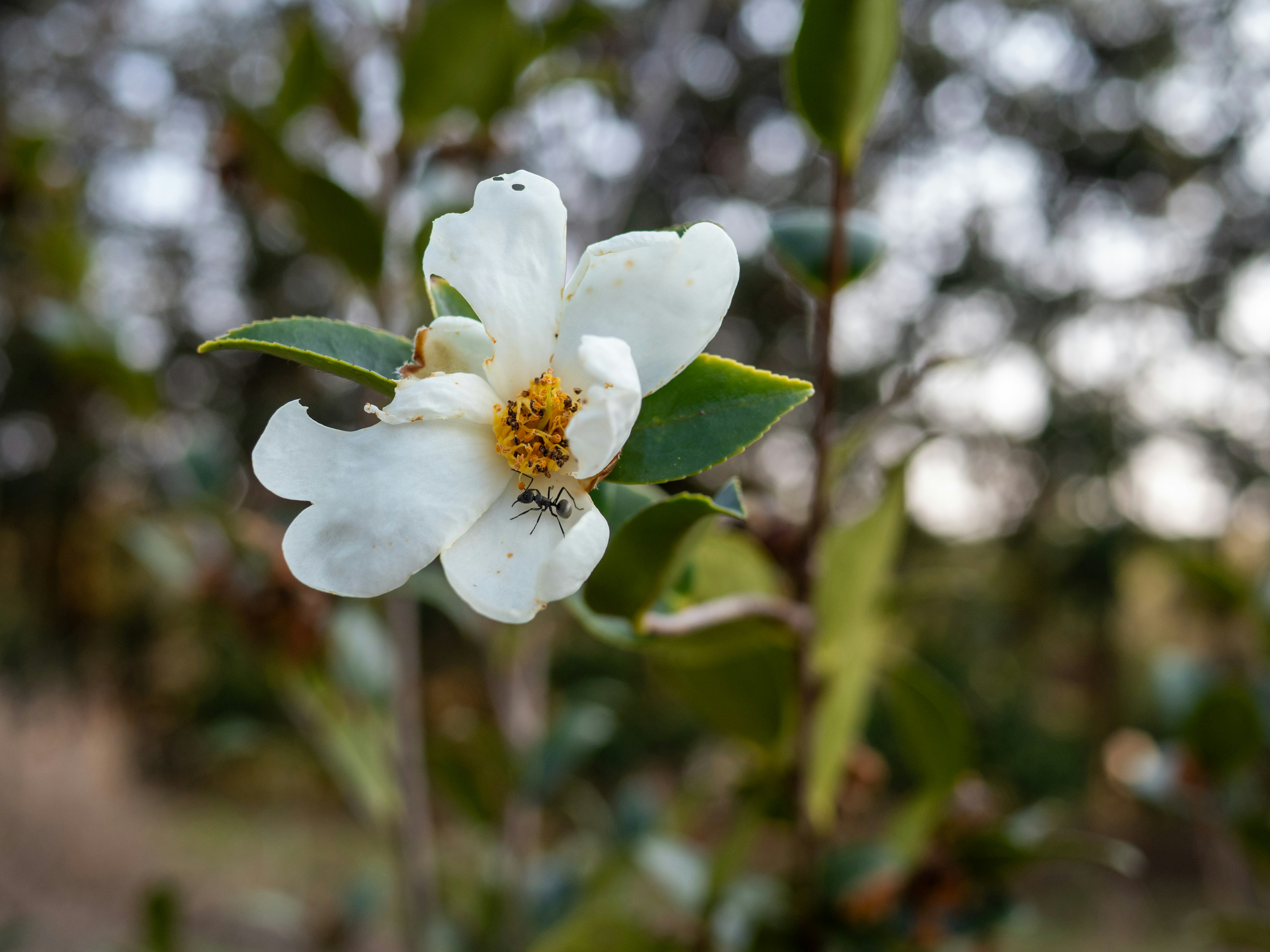 White bloom with yellow pollen under soft garden light