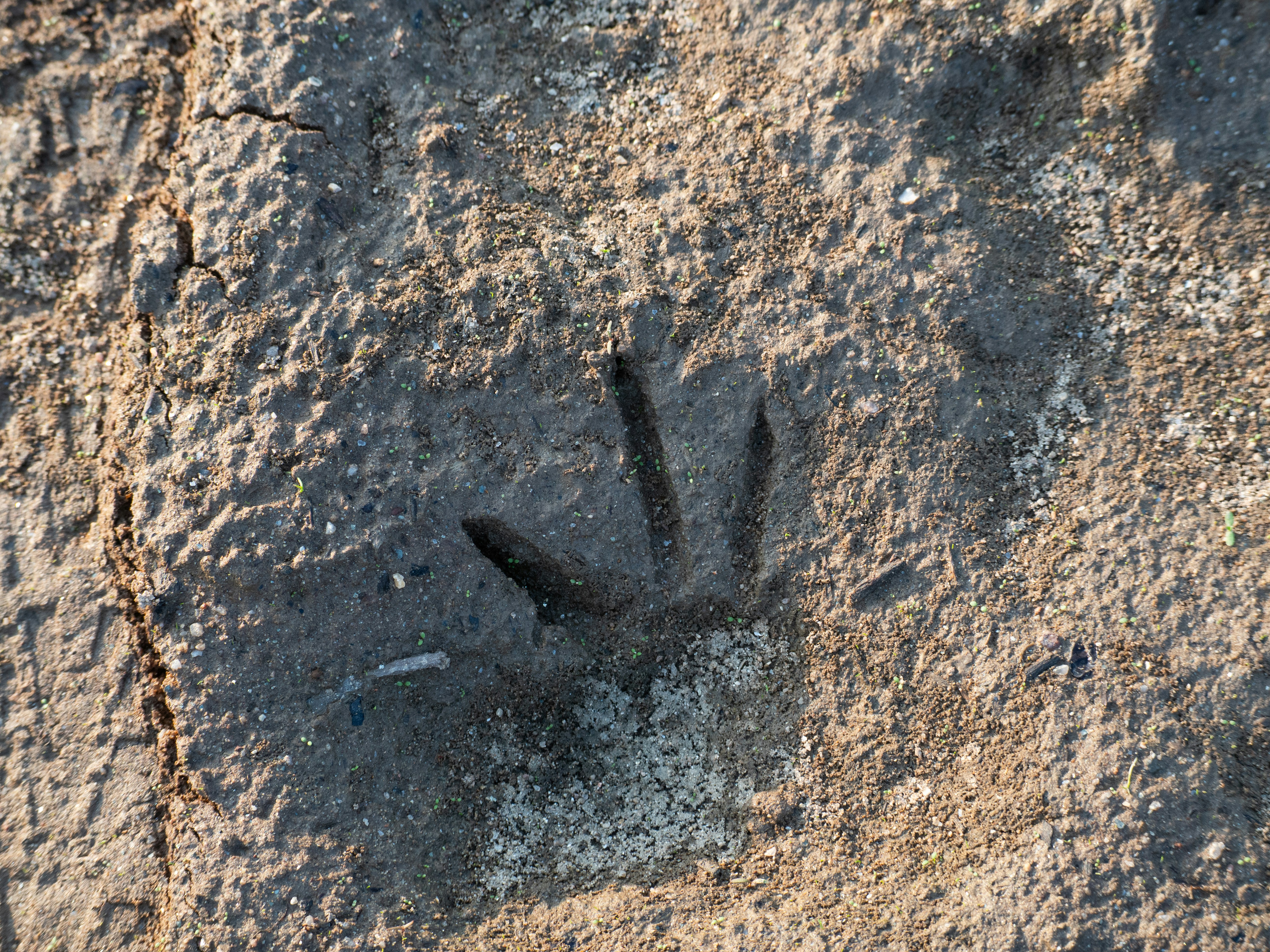A bird's footprint pressed into dry mud