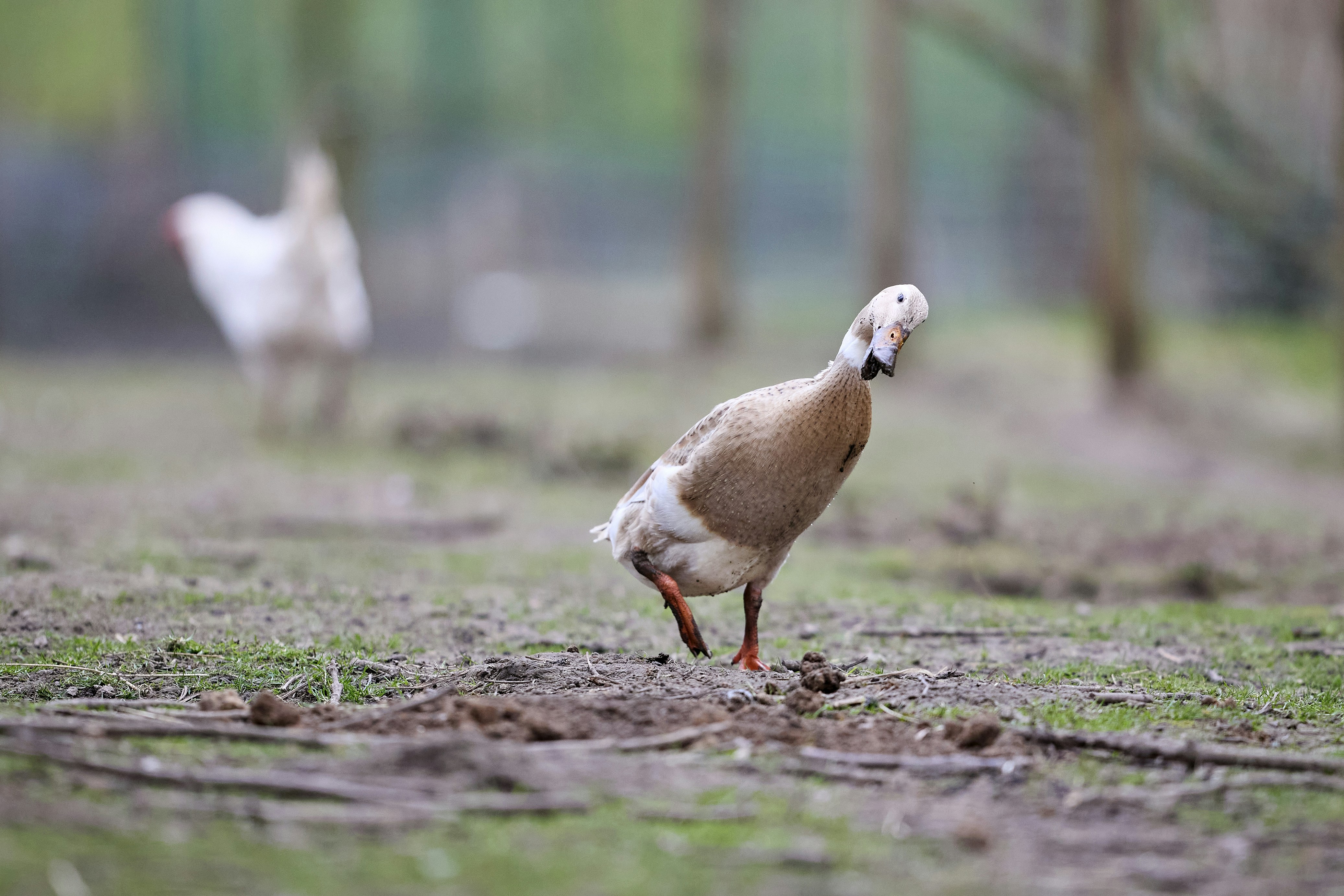 Ground-Level Gable: A Distant Pair of Geese in a Rural Yard