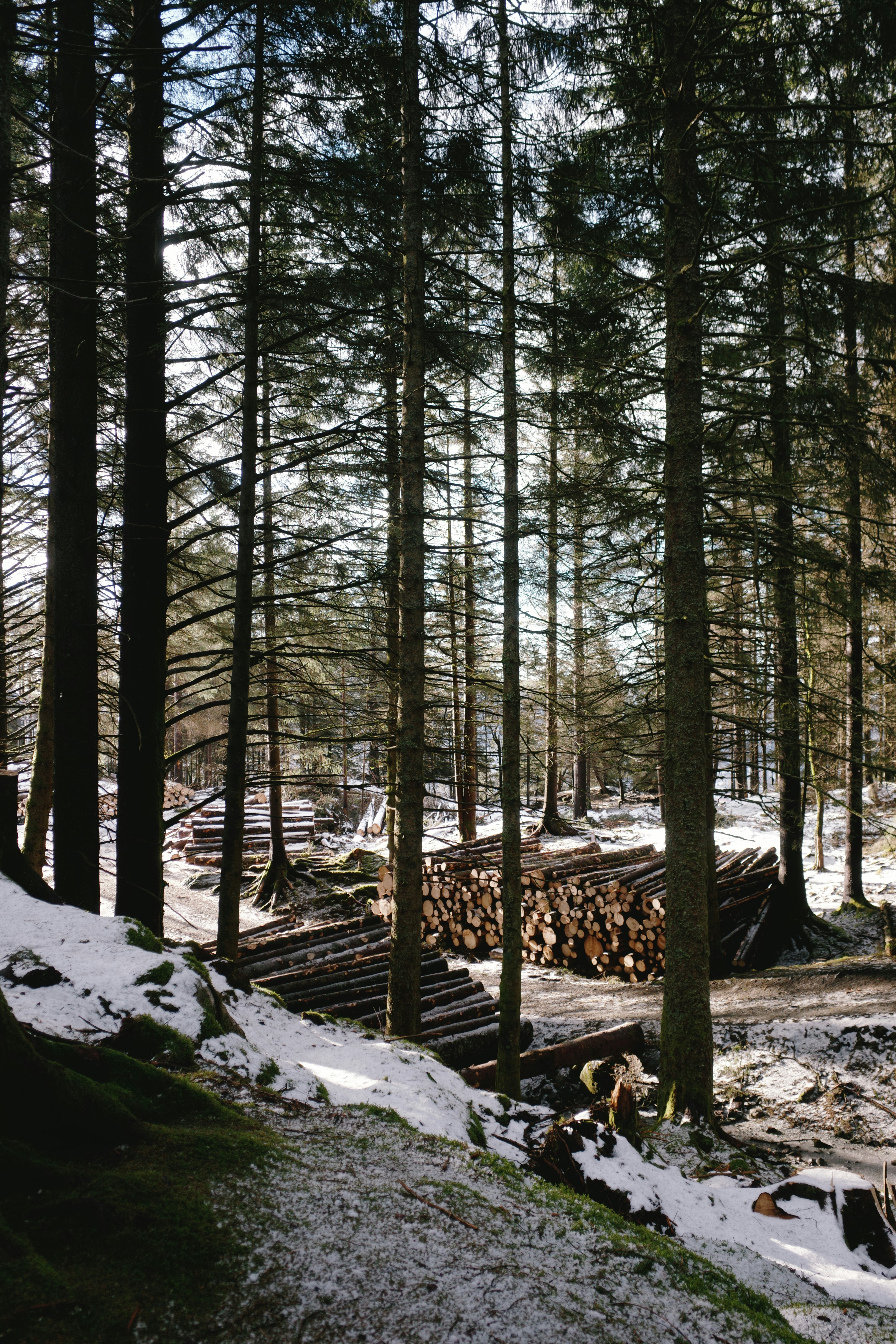 Tall trees in a snowy forest with stacked logs.