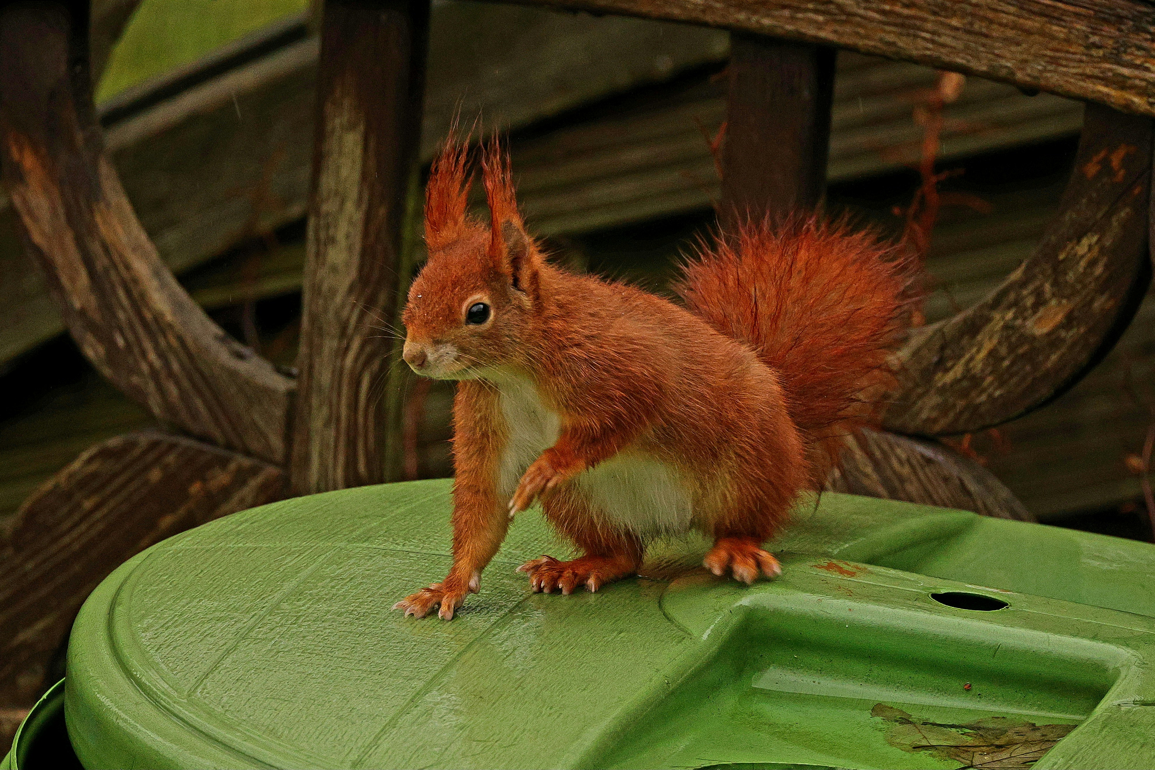 Squirrel Ranger on a Green Lid