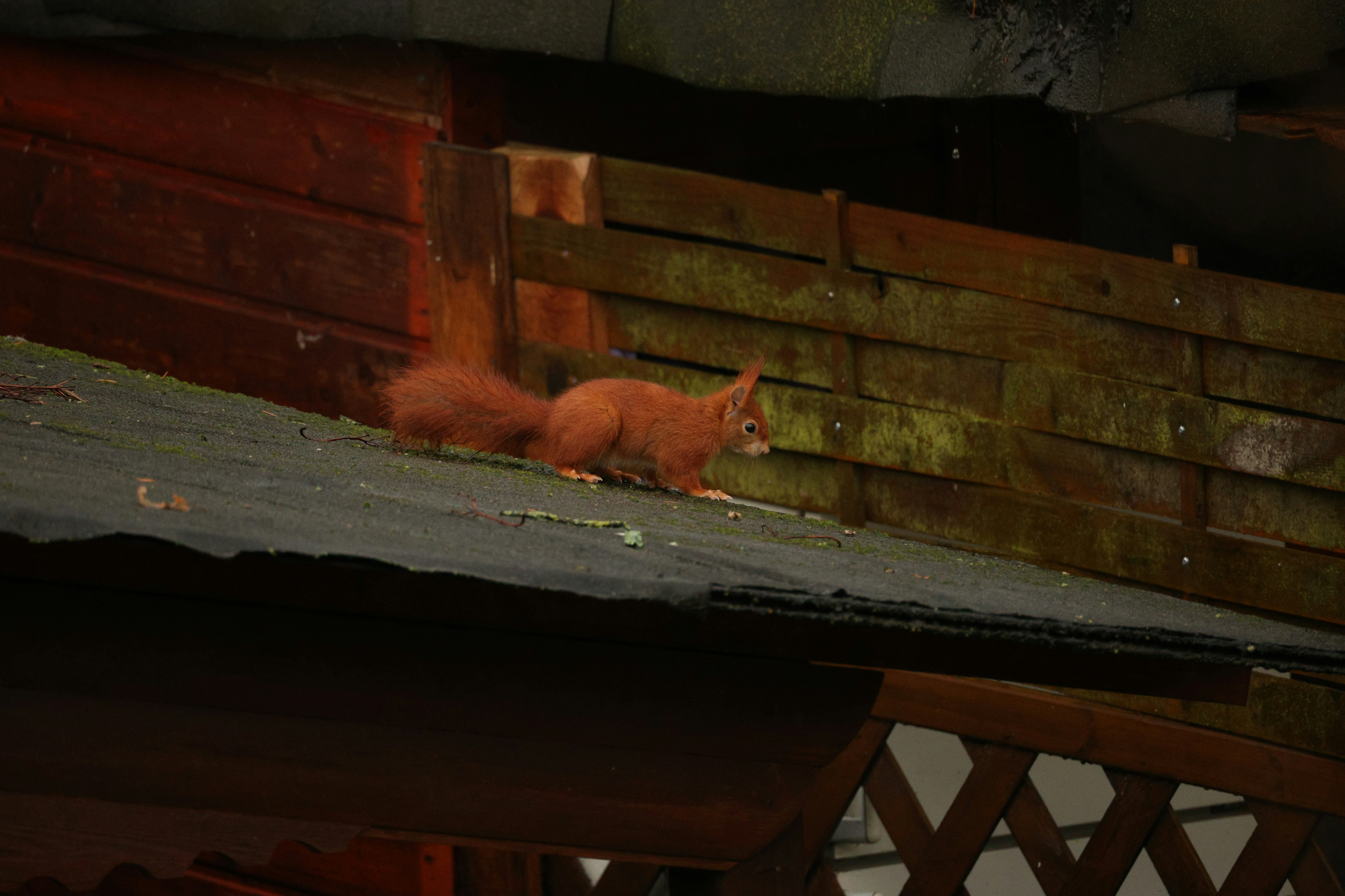Squirrel on a weathered ledge under a mossy slatted wall