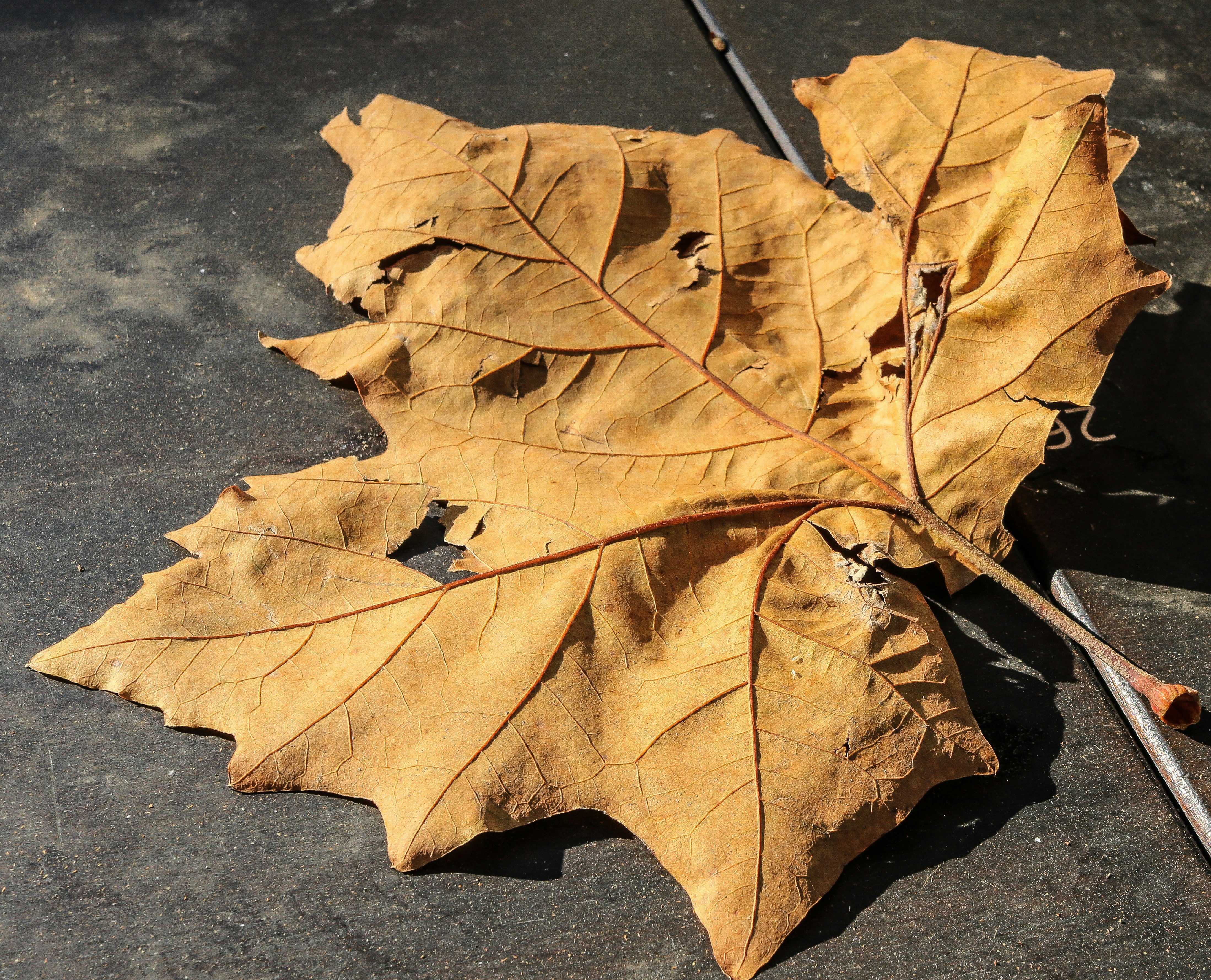 Autumn Leaf on a Weathered Asphalt Stage