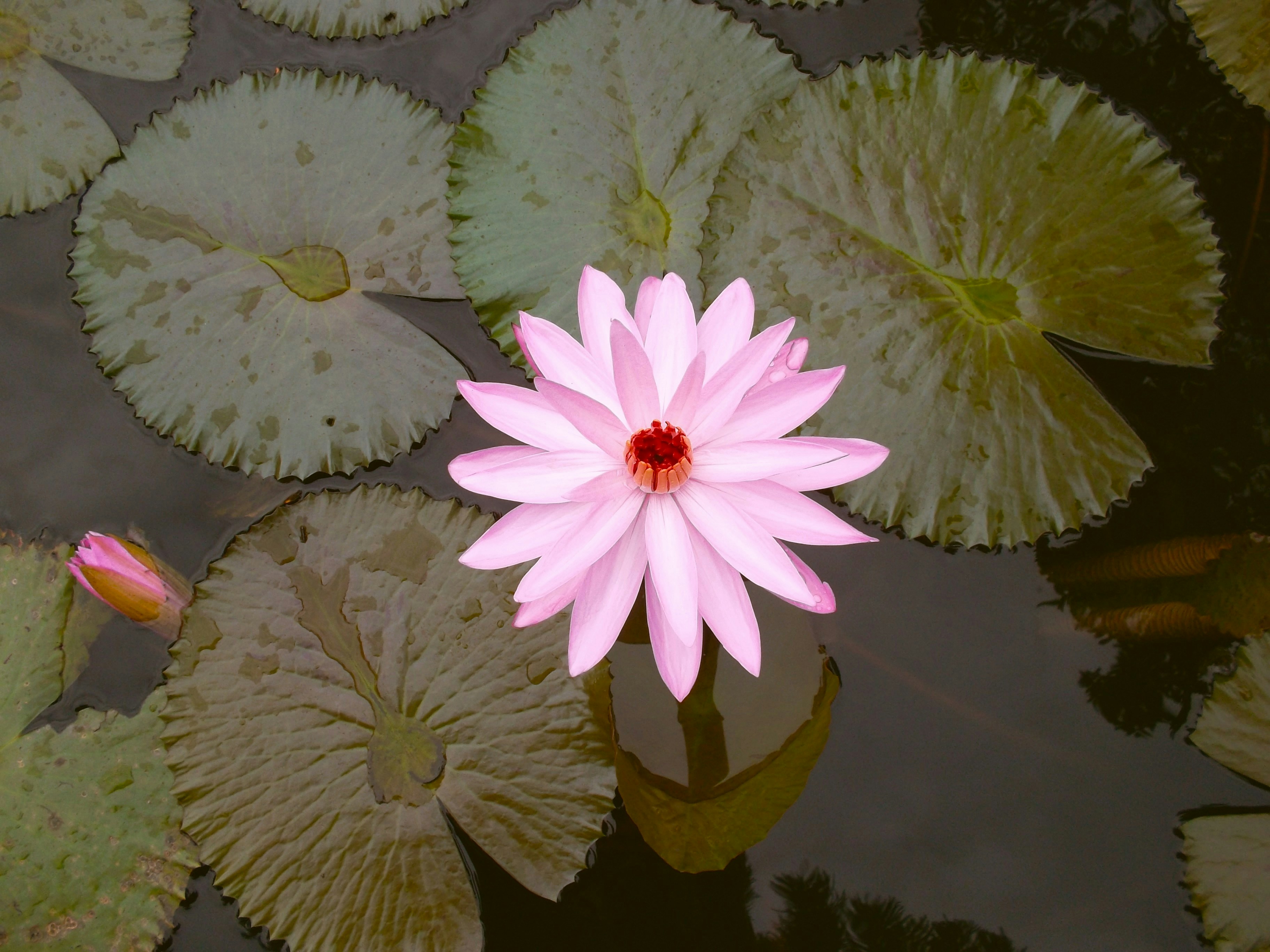 Pink Water Lily Centered in a Quiet Pond