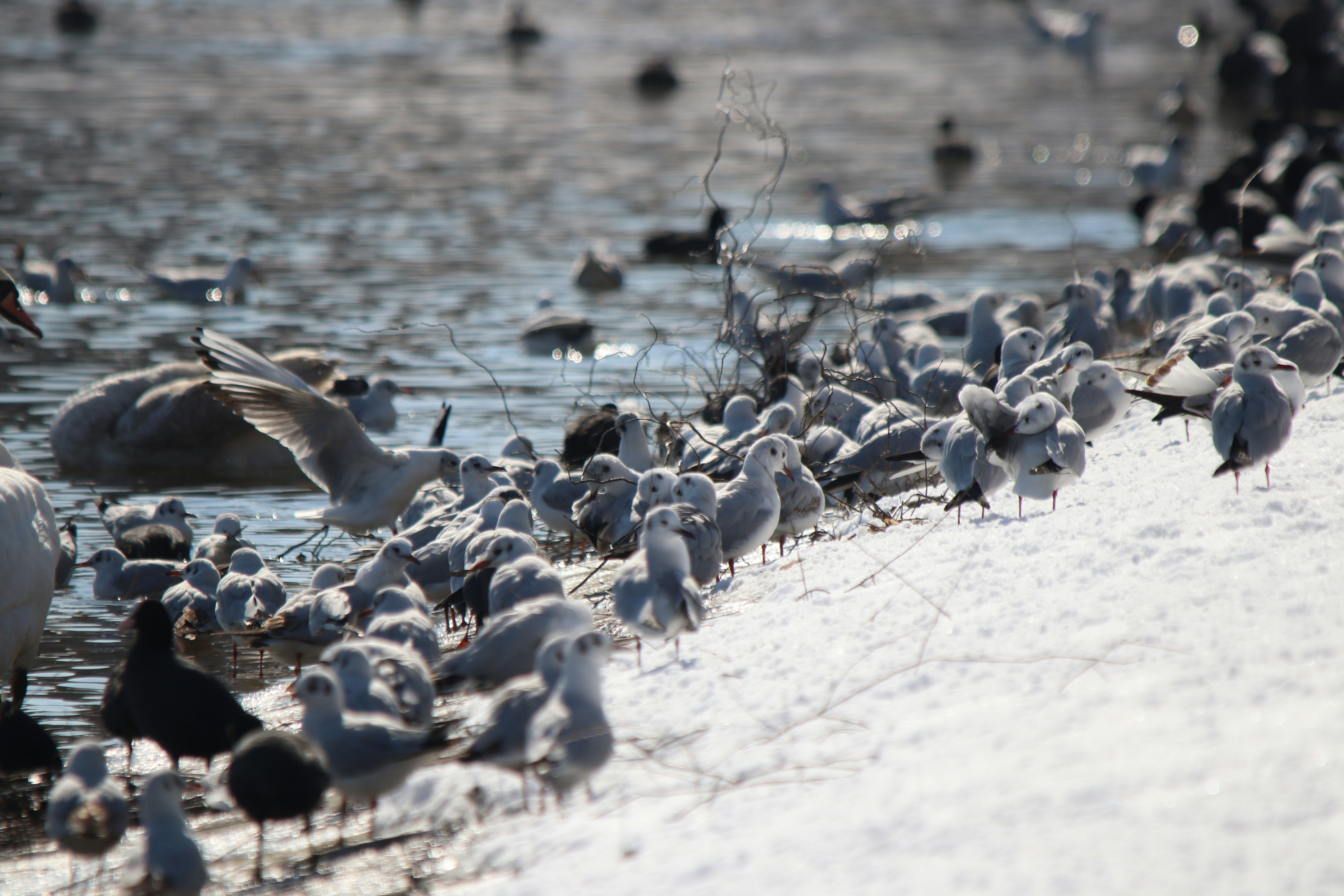 Snowy shoreline congregation: a flock of seabirds on a sunlit beach