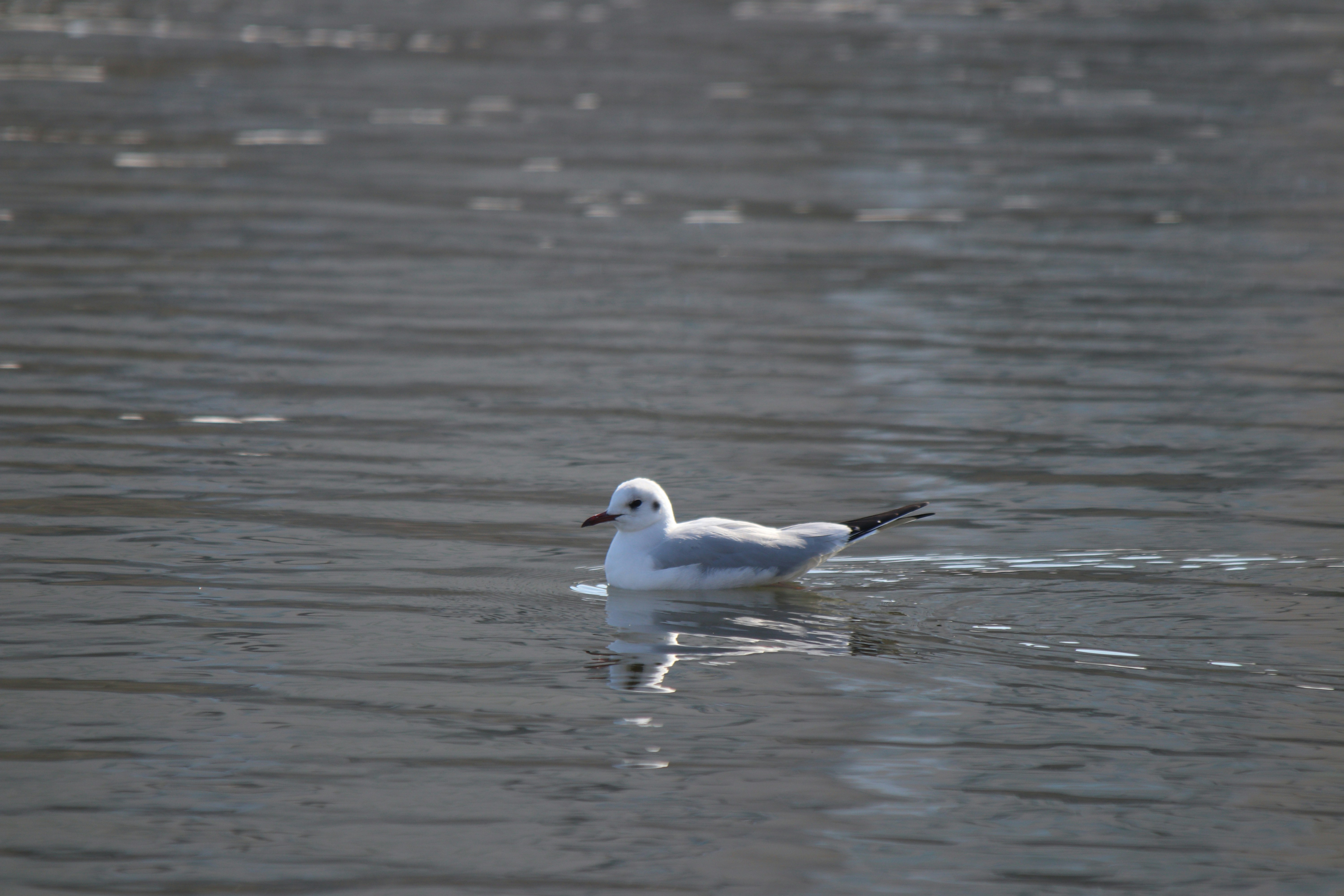 Silent Gull on a Glassy Lake