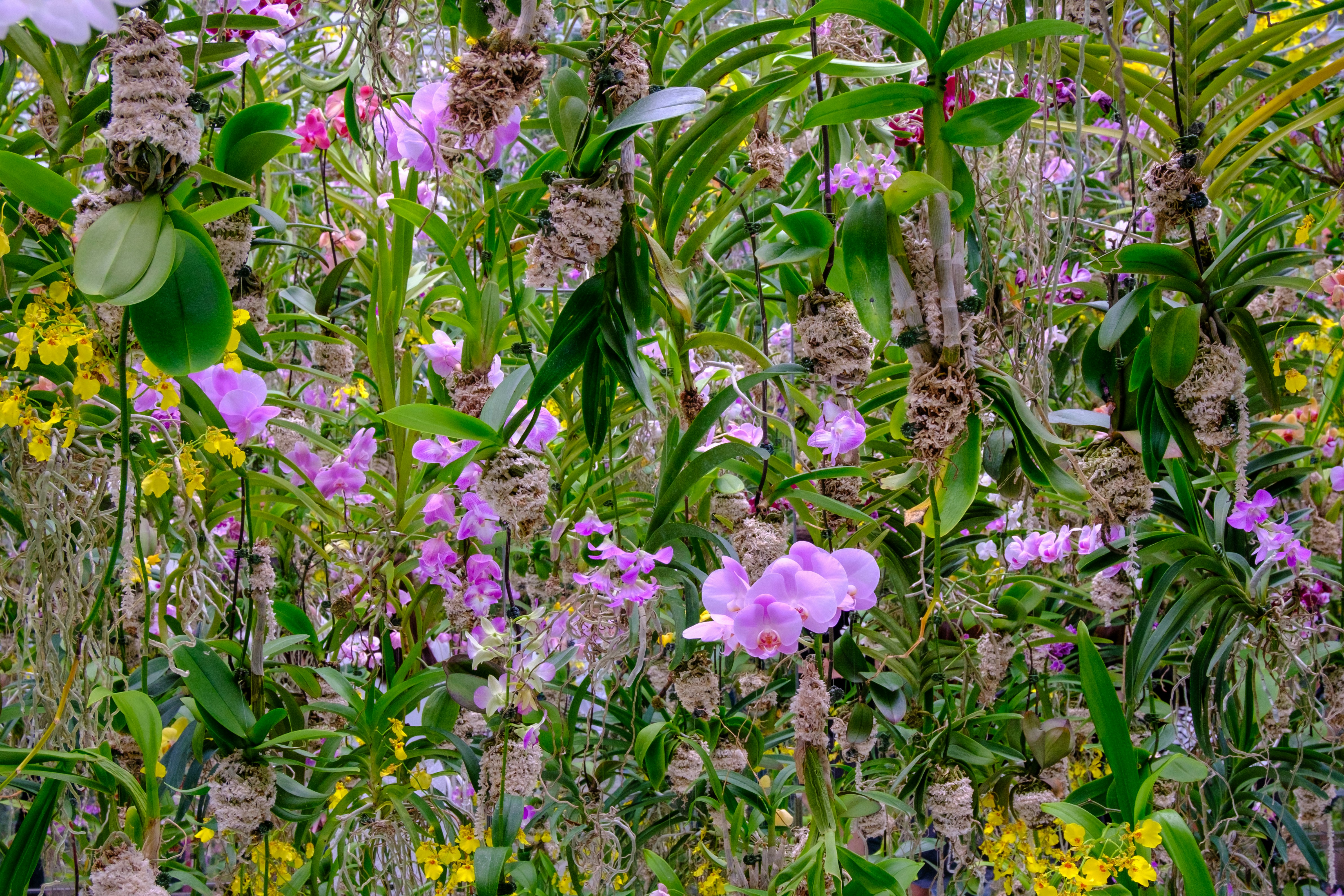 Vibrant Orchid Canopy Among Sage-green Foliage