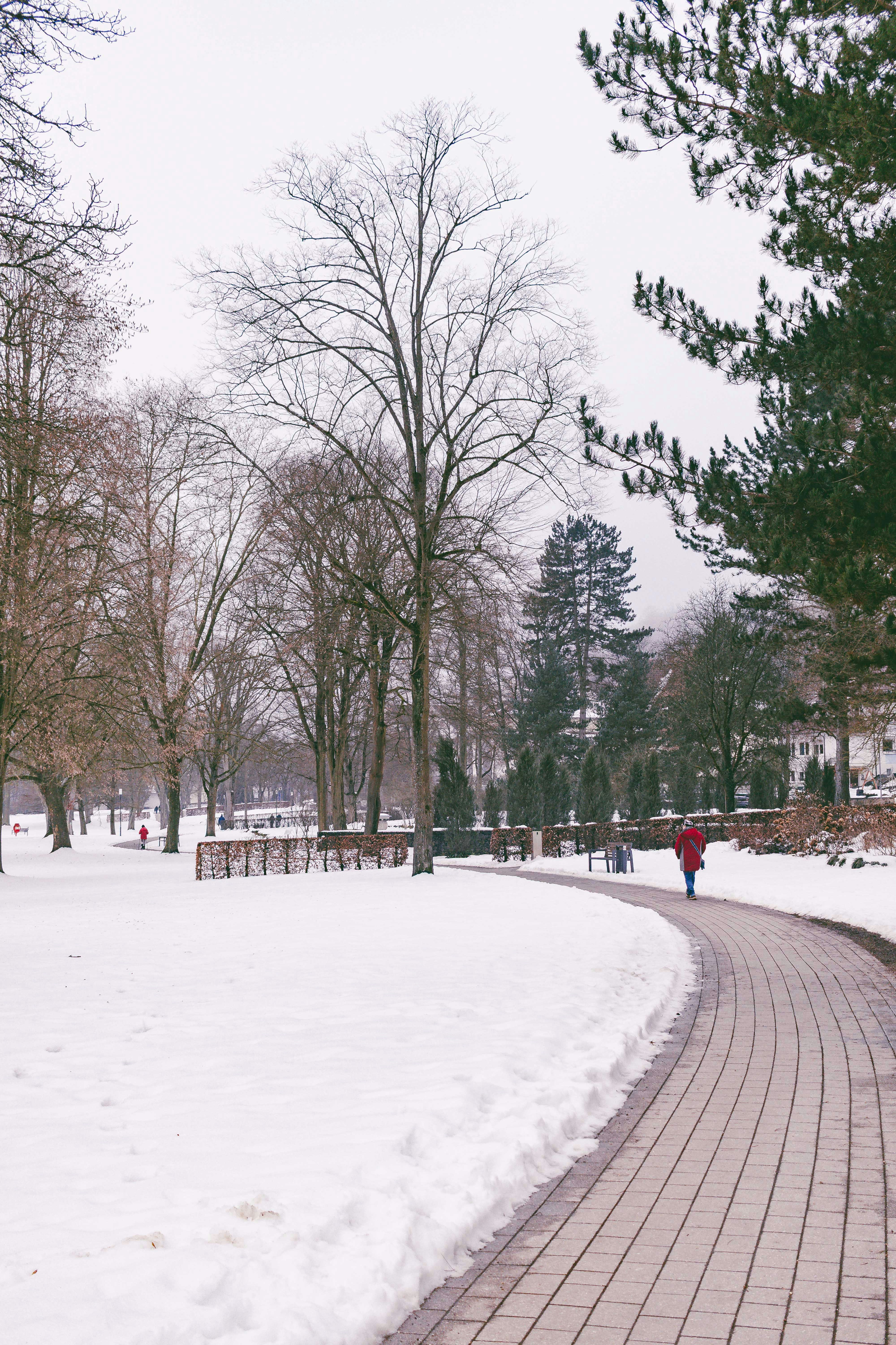 Winter Riverside Pathway: A Solitary Jogger Meets Snowy Pines
