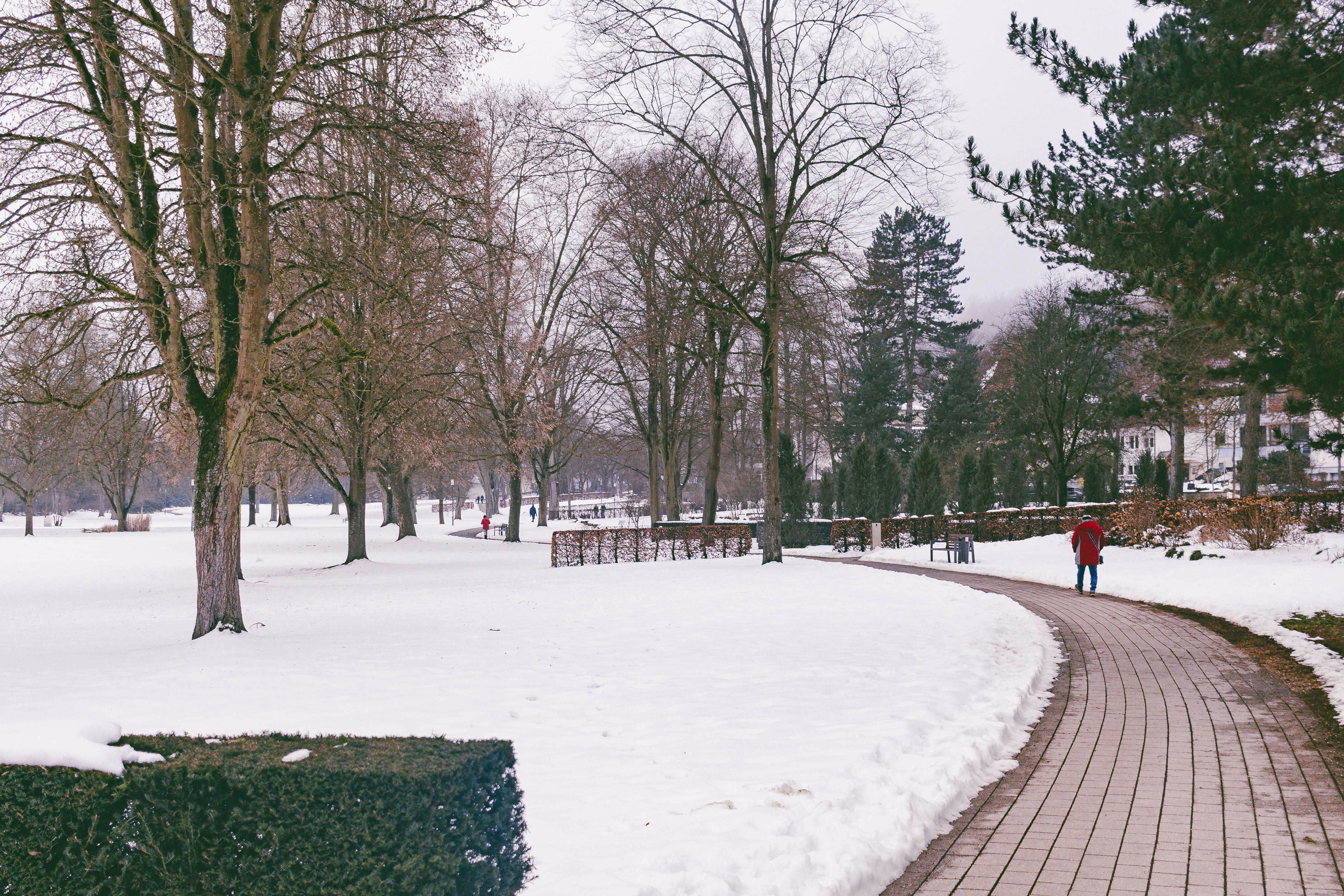 Snow-Threaded Path: A Quiet Winter Walk Through the Park