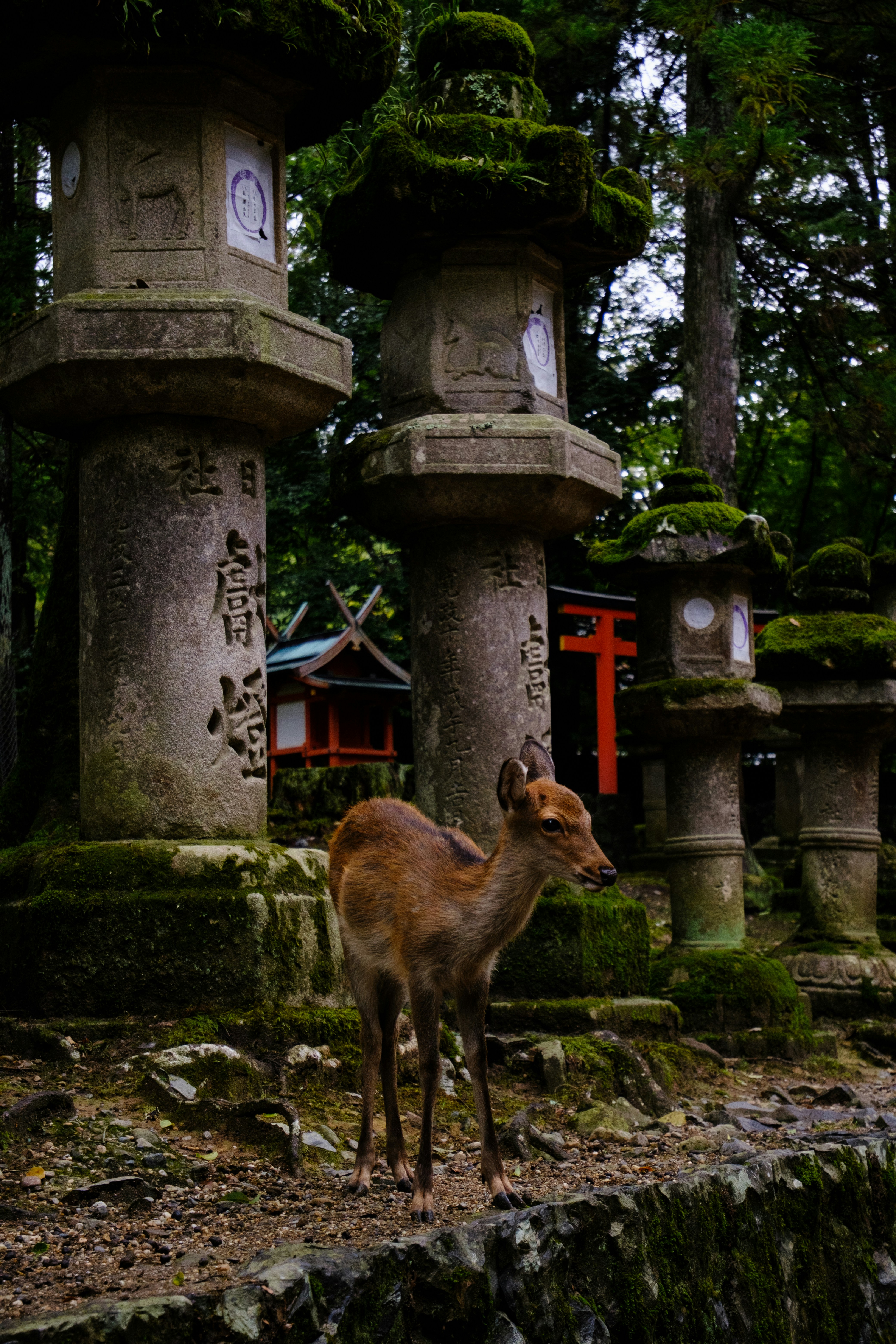 Tiny Visitor Beneath the Moss-Cloaked Lanterns