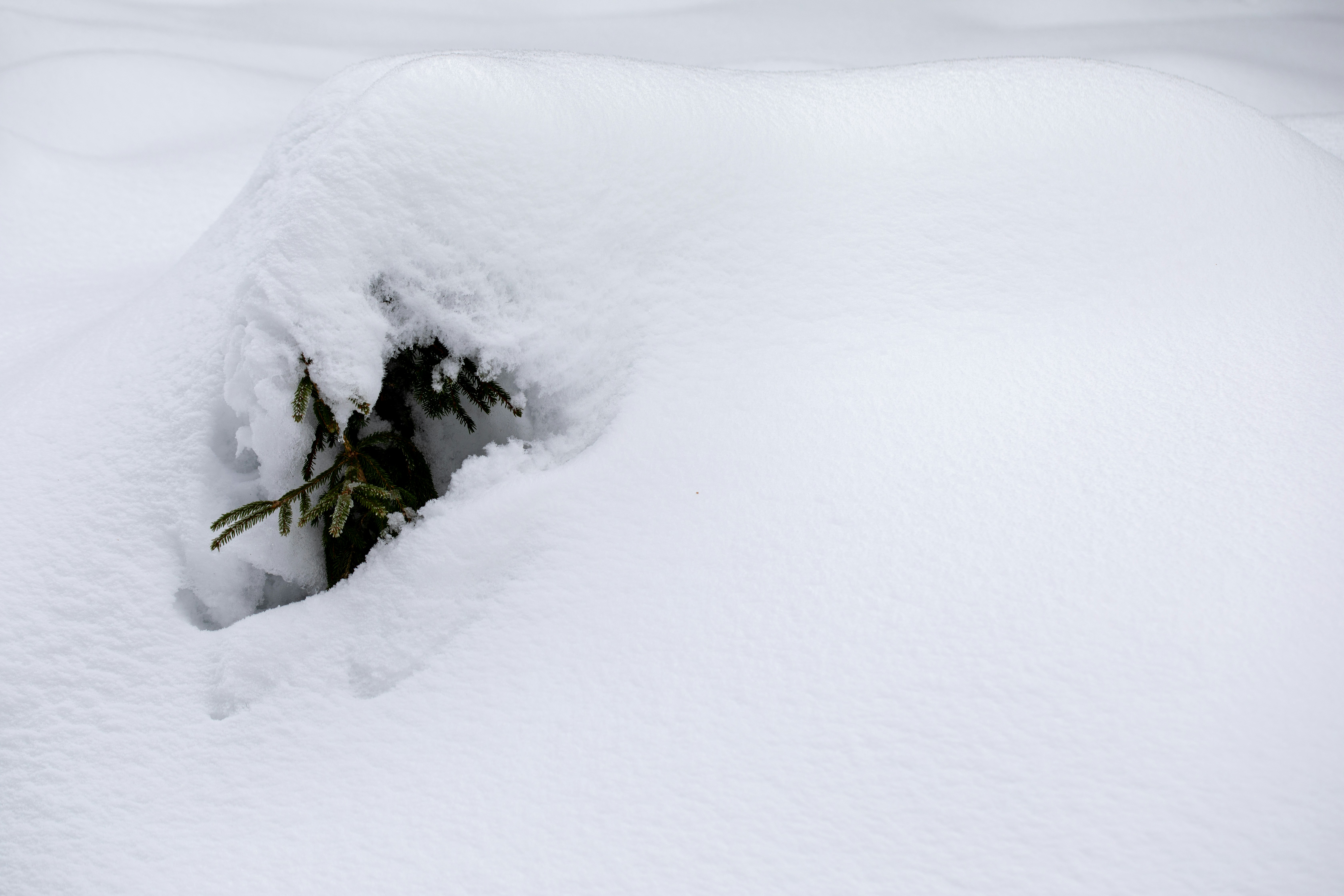 Snow-veiled Sprout: A Lone Green Hint Emerges from the Drift