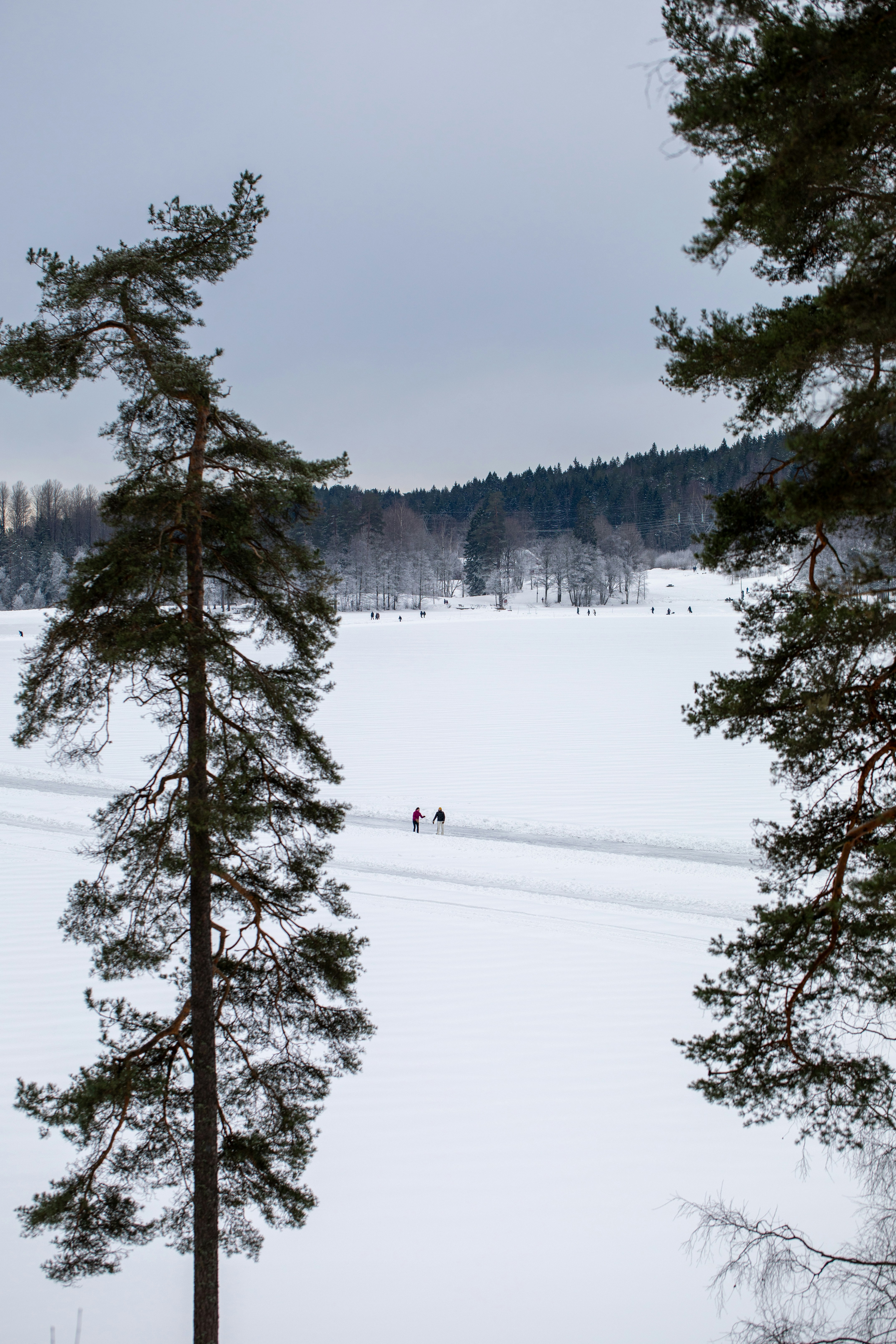 Winter Fjord of Pines: A Quiet Snowfield Framed by Two Sentinel Trees