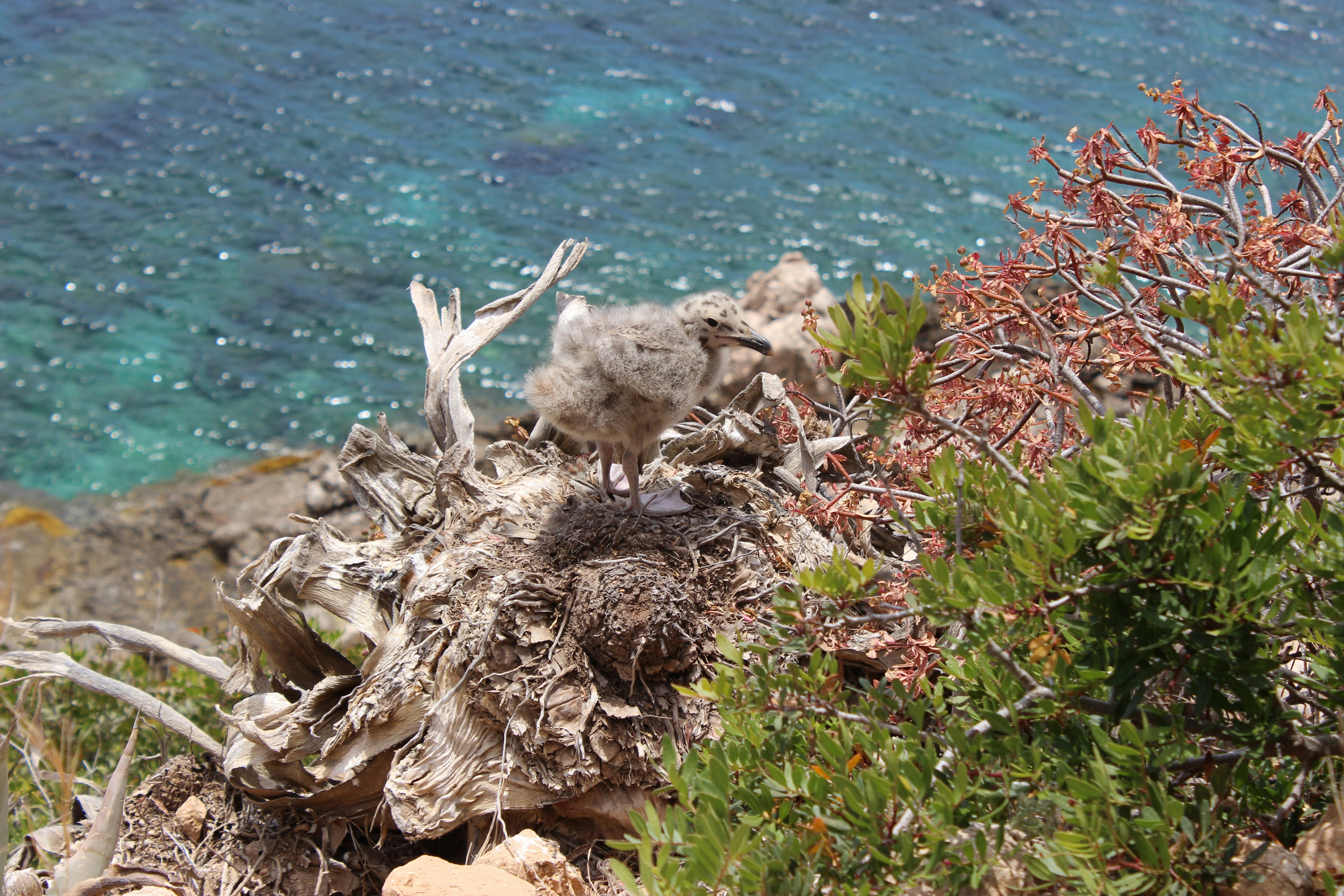 Sea Cliff Nester: A Gull in Quiet Focus