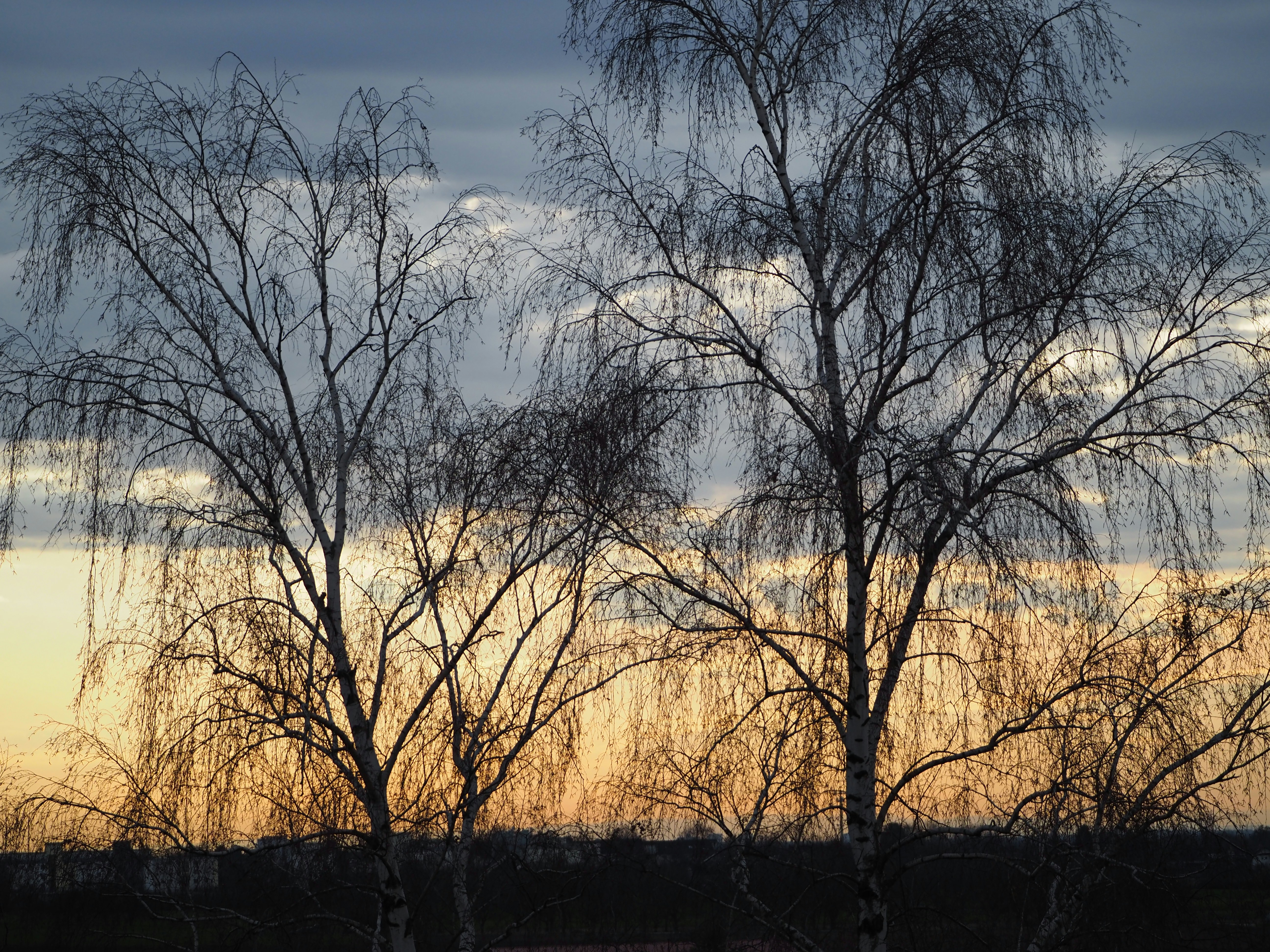 Silhouetted Spring Trees at Sunset