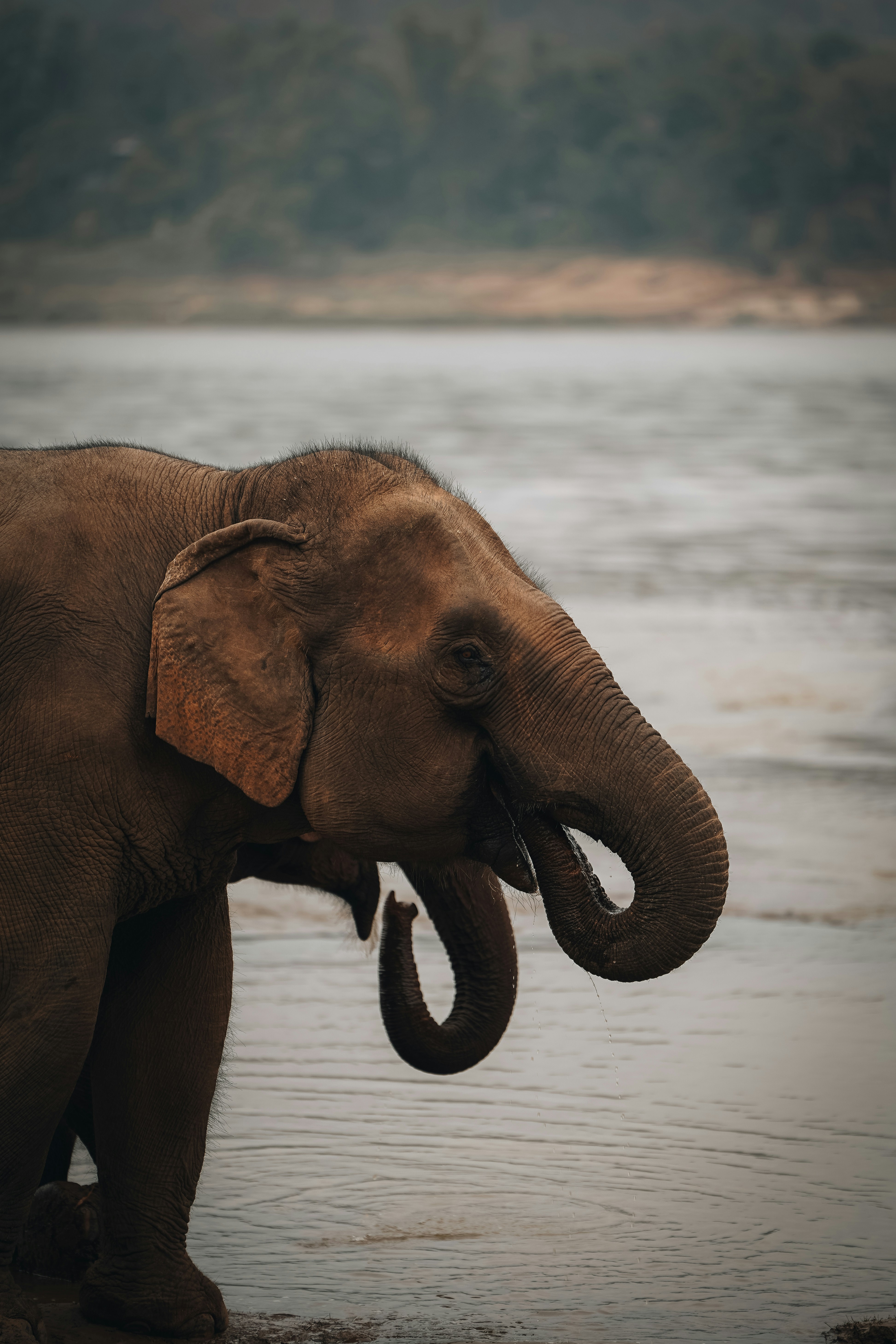 Mud-Toned Giant: An Elephant by the Quiet River